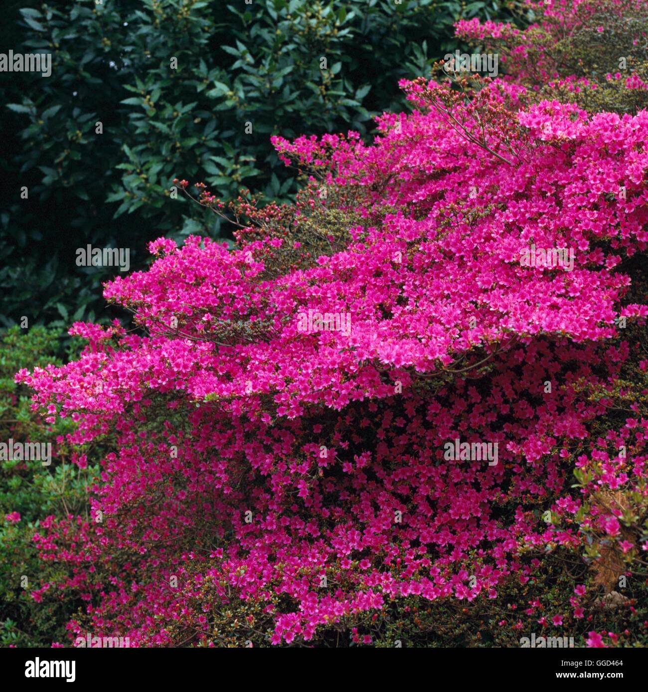 Azalea - `Amoenum' (Evergreen) AZA048060 Stock Photo - Alamy