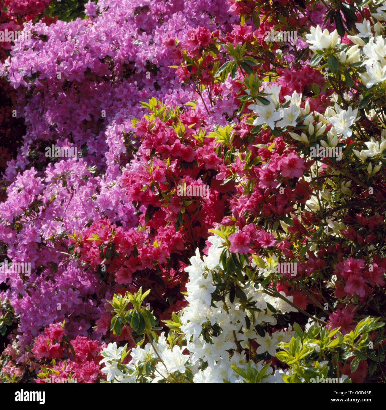 Mixed rhododendrons azaleas hi-res stock photography and images - Alamy