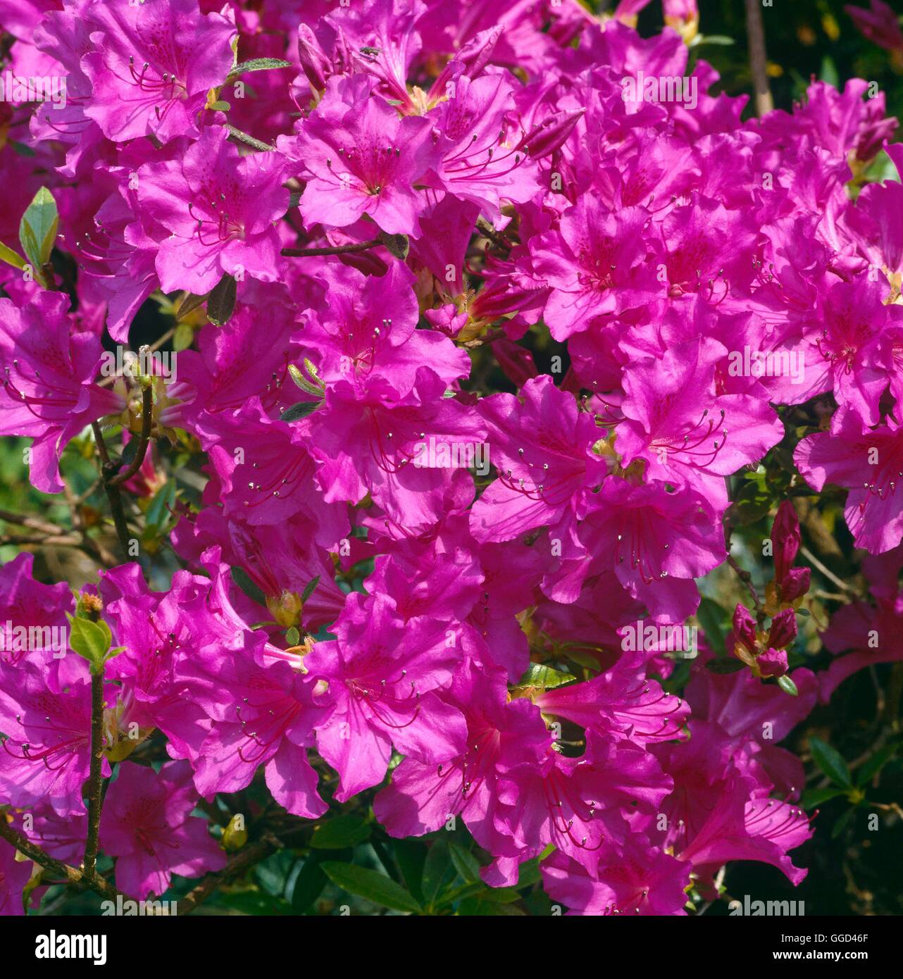 Azalea - `Blue Danube' AGM- (Kaempferi Hybrid) AZA050184 Stock Photo ...