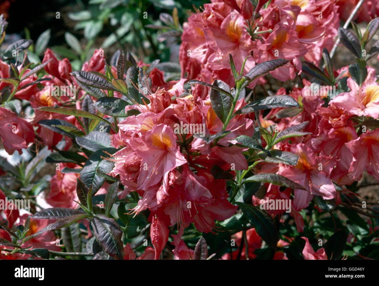 Pink azalea rhododendron hi-res stock photography and images - Alamy