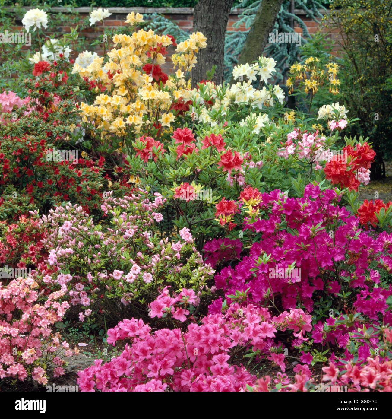 Azalea Garden - in raised peat bed AZG002068 Stock Photo - Alamy