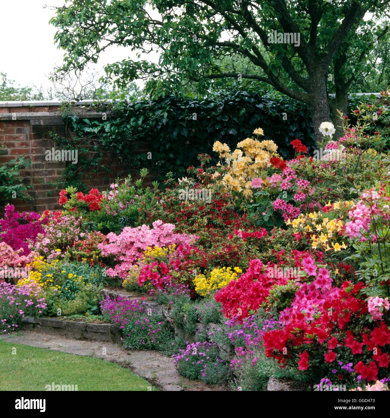 Azalea Garden - on raised bed with Alyssum and Aubredia edging ...