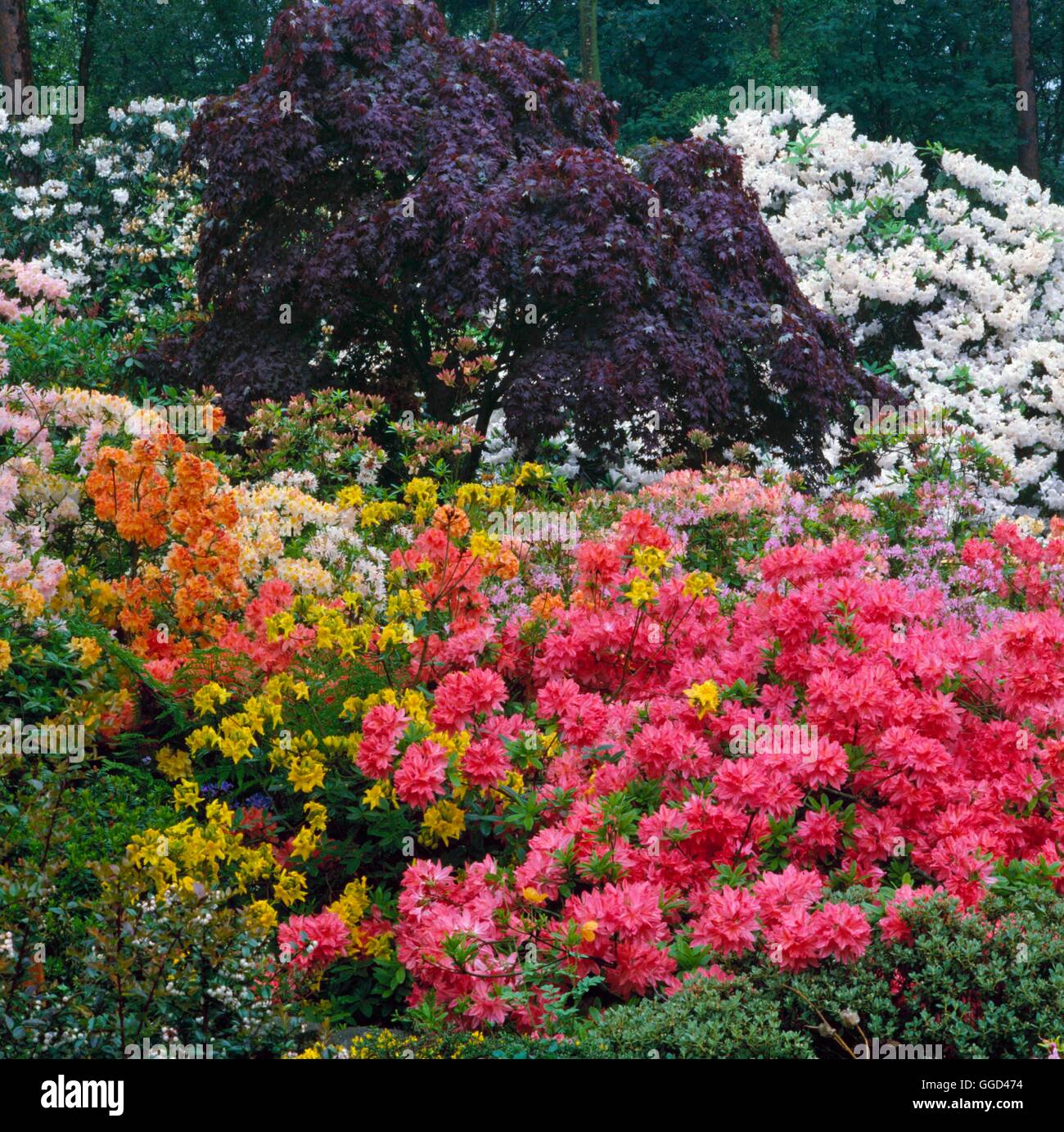 Azalea Garden - with Acer AZG032269 Stock Photo - Alamy