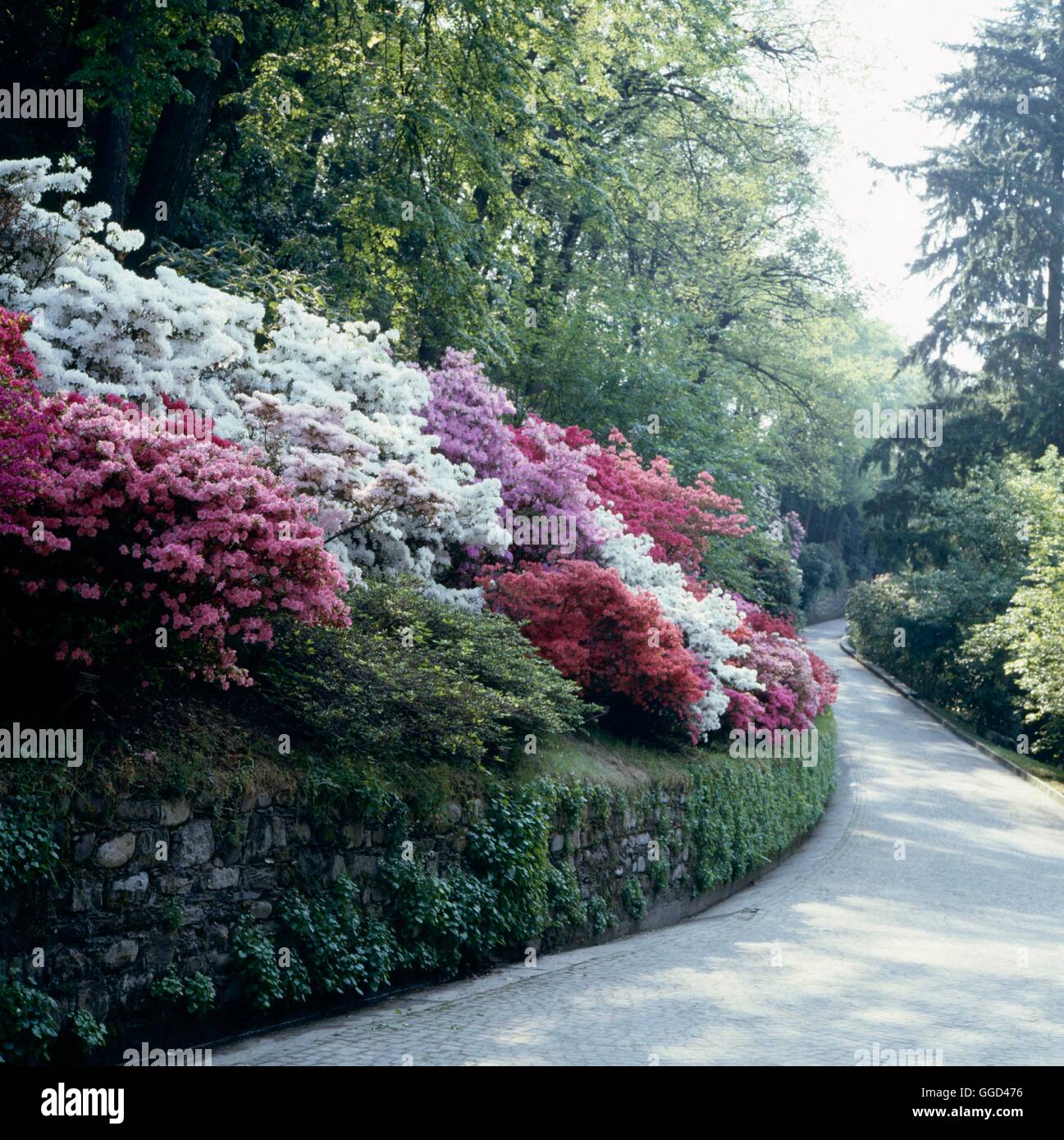 Azalea Garden AZG059850 Stock Photo - Alamy