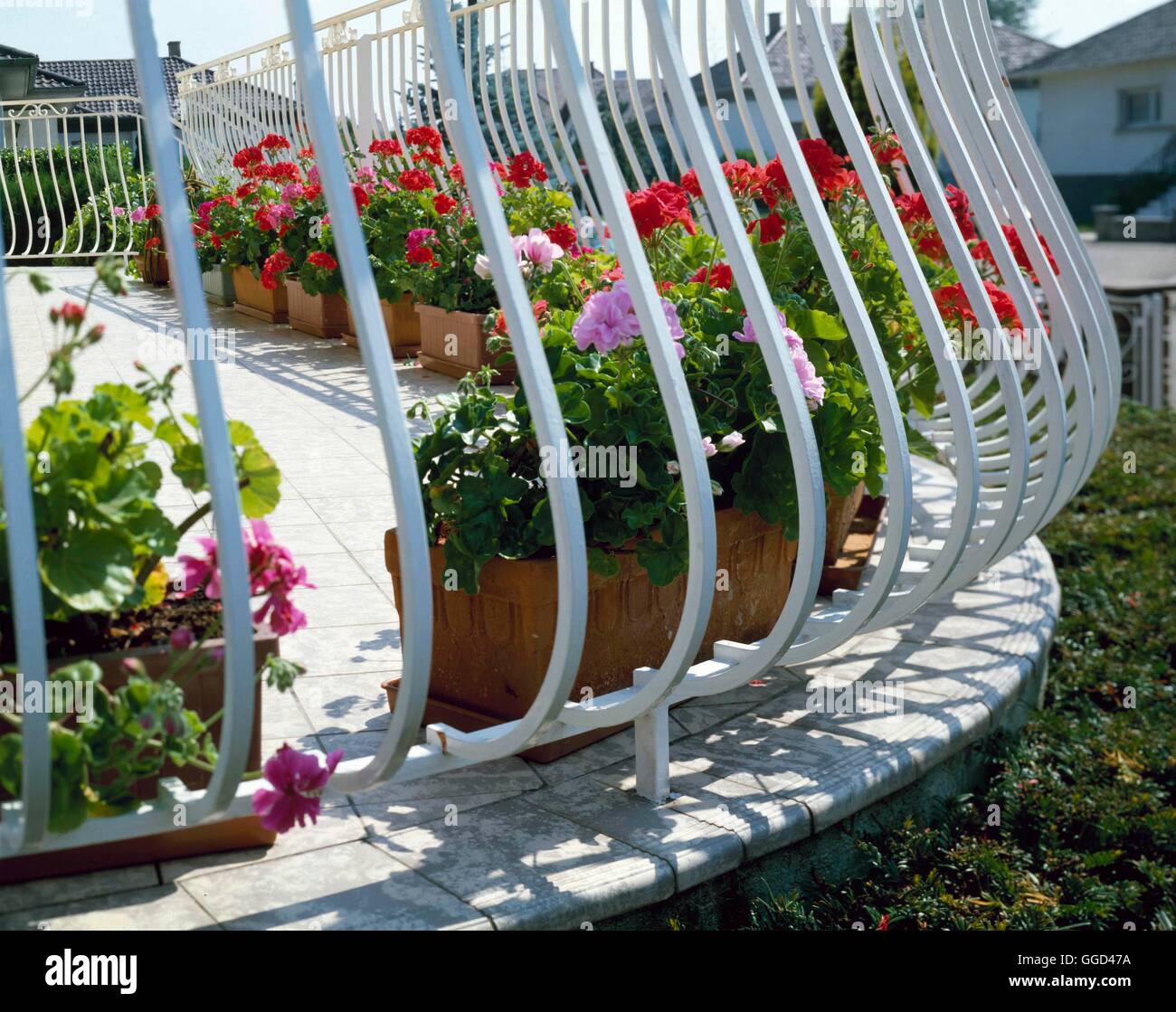 Balcony - decorated with troughs of Geraniums. BAL030752 Stock Photo ...