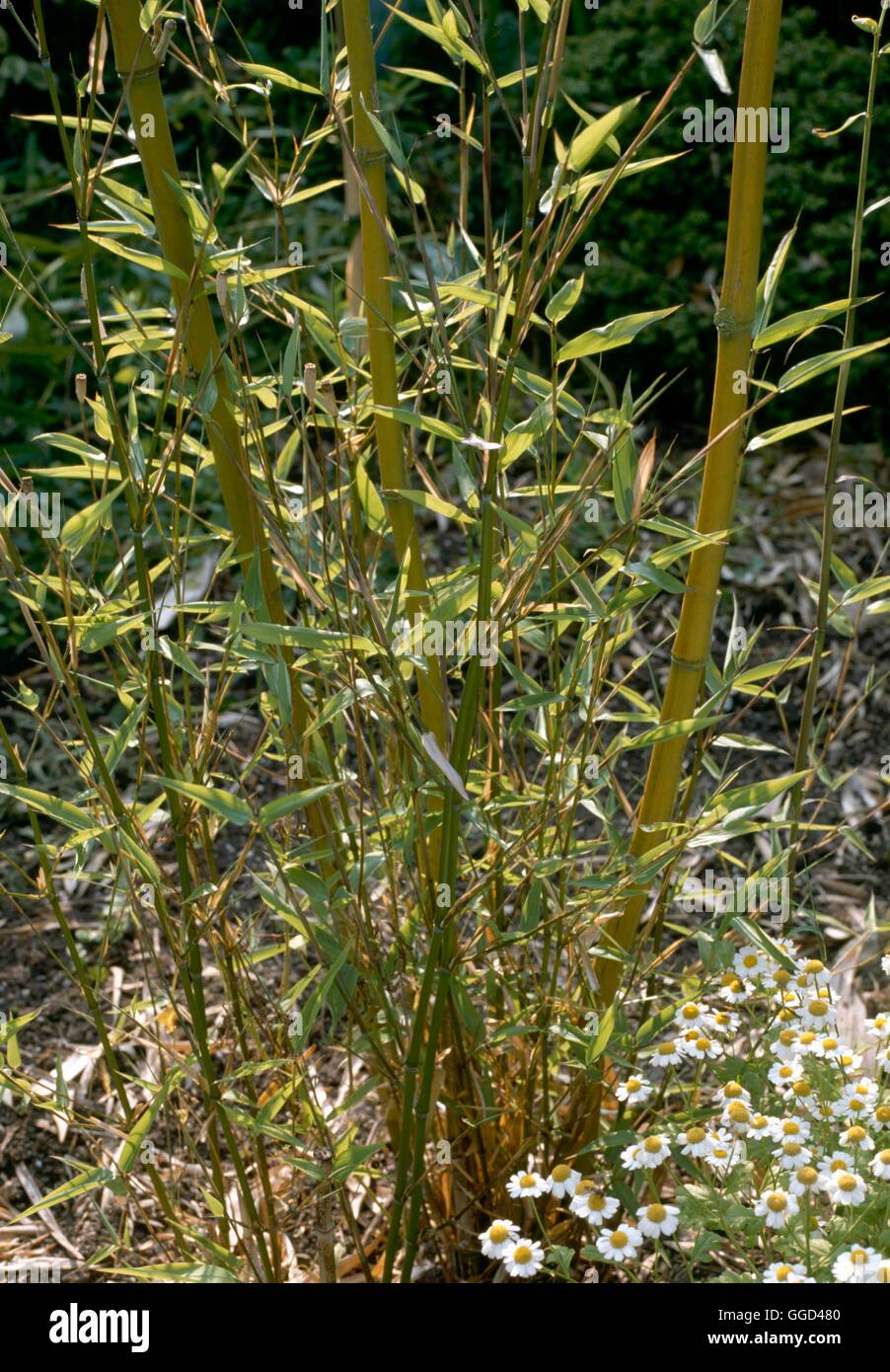 Phyllostachys hi-res stock photography and images - Alamy