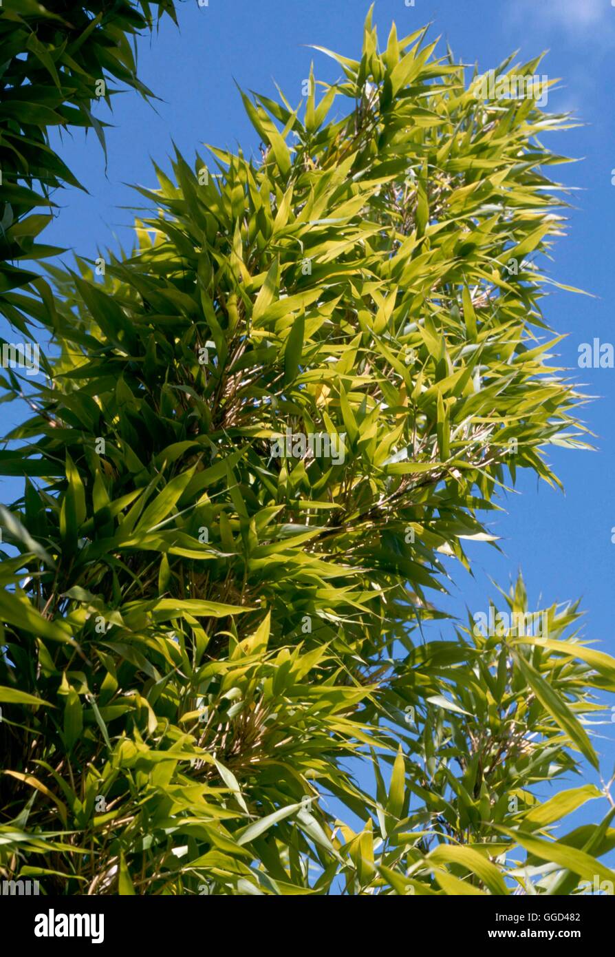 Semiarundinaria fastuosa hi-res stock photography and images - Alamy