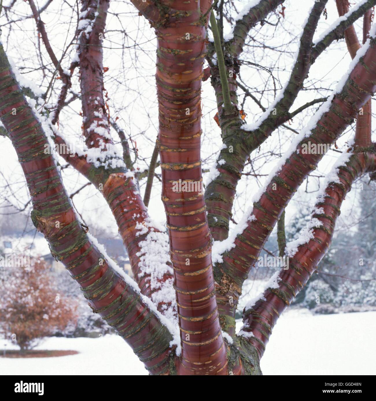 Prunus serrula bark winter hi-res stock photography and images - Alamy