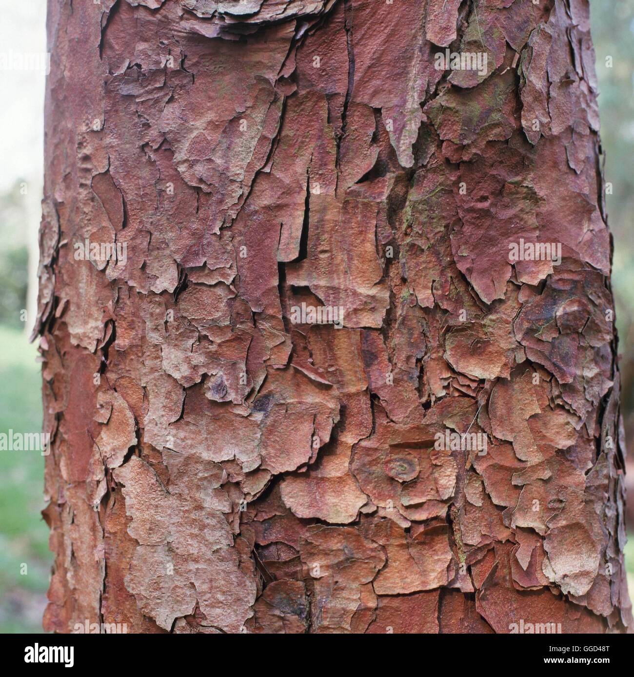 Acer griseum bark hi-res stock photography and images - Alamy