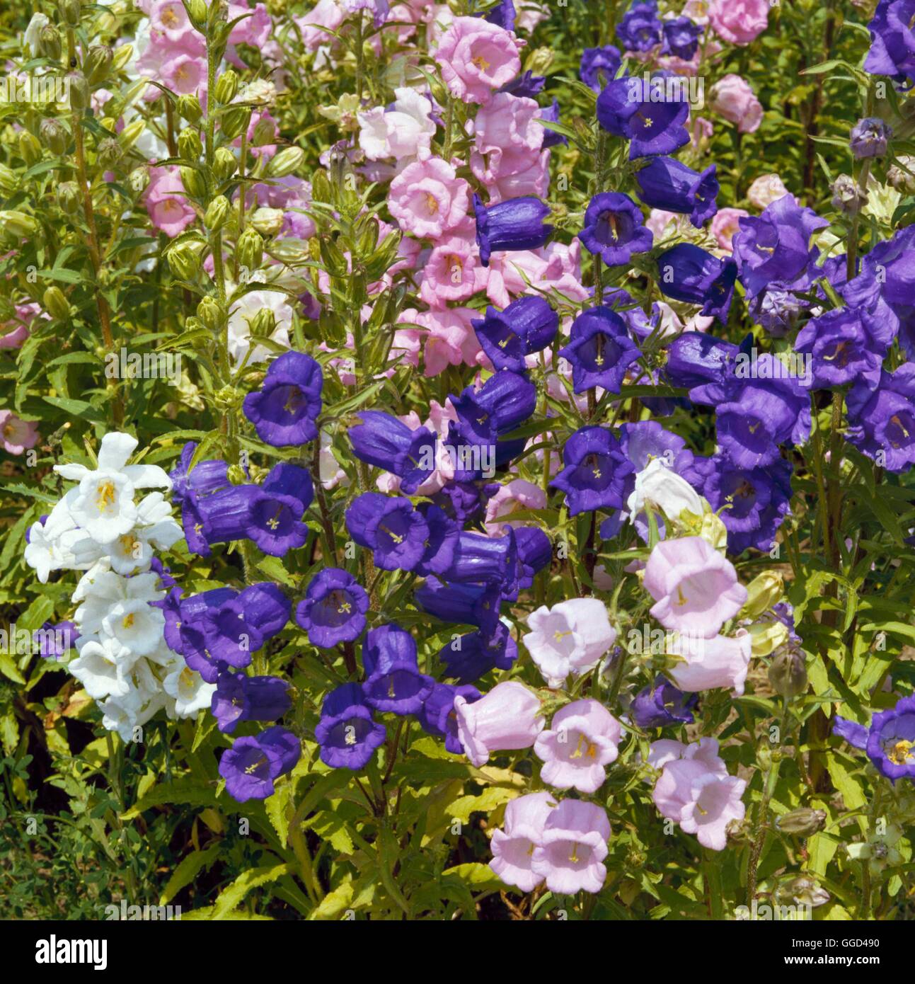 Canterbury Bells mixed - including some `Cup & Saucer' varieties ...