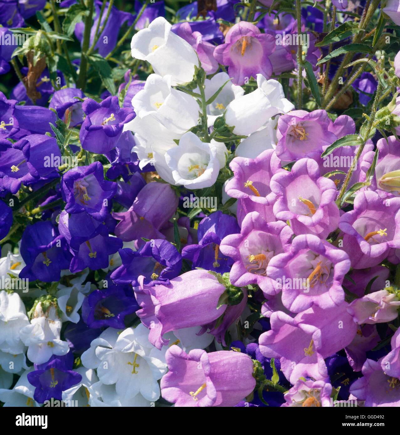 Canterbury bells campanula medium hi-res stock photography and images ...