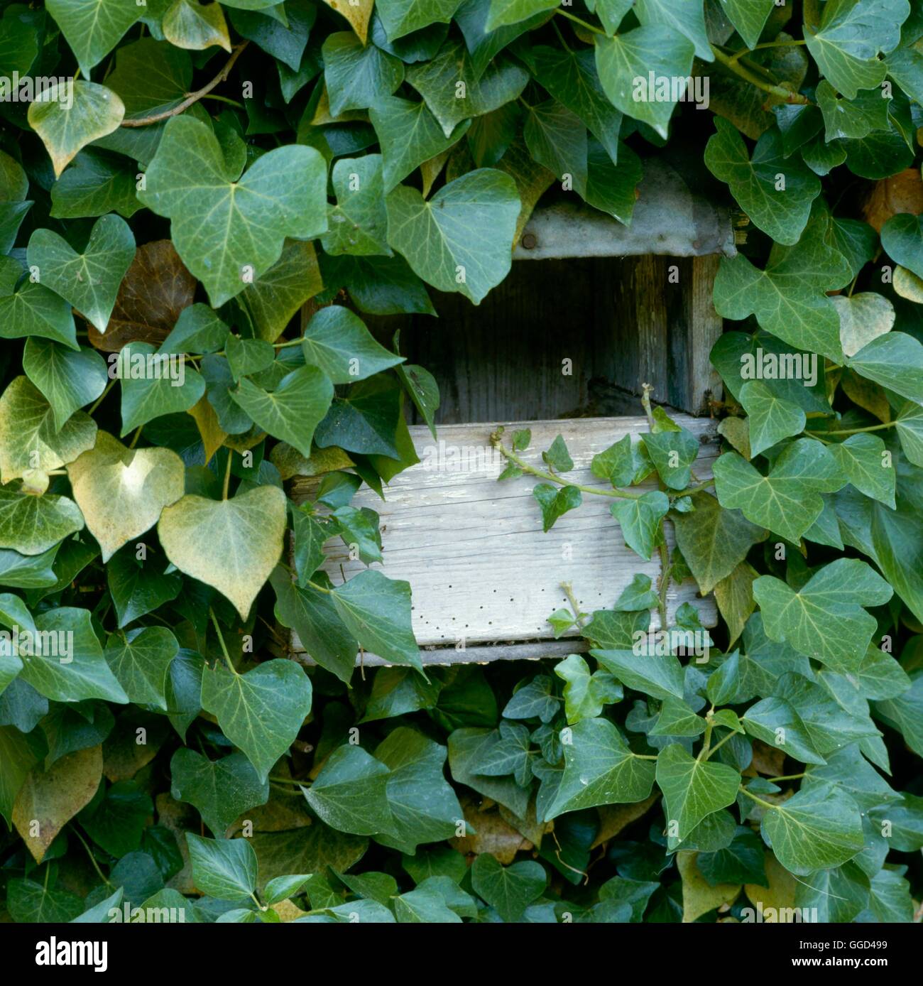 Nest nesting box hi-res stock photography and images - Alamy