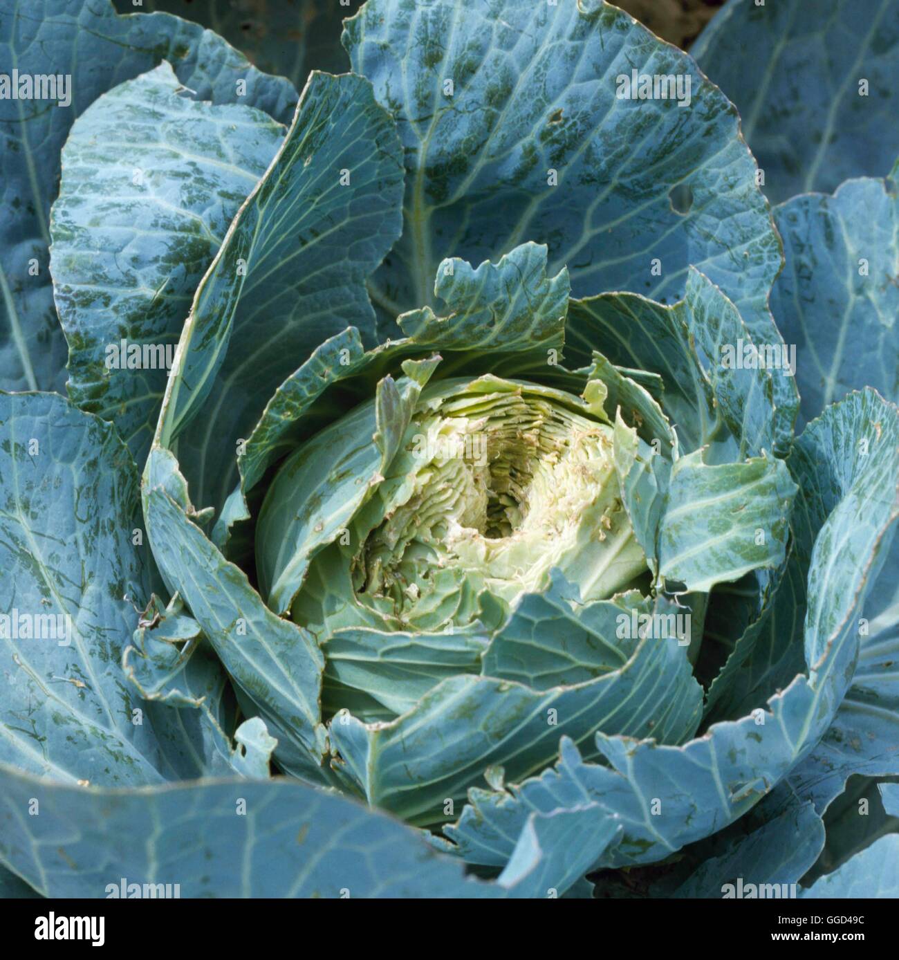 Bird Damage - Pigeon damage to Cabbage BIR057587 Stock Photo - Alamy