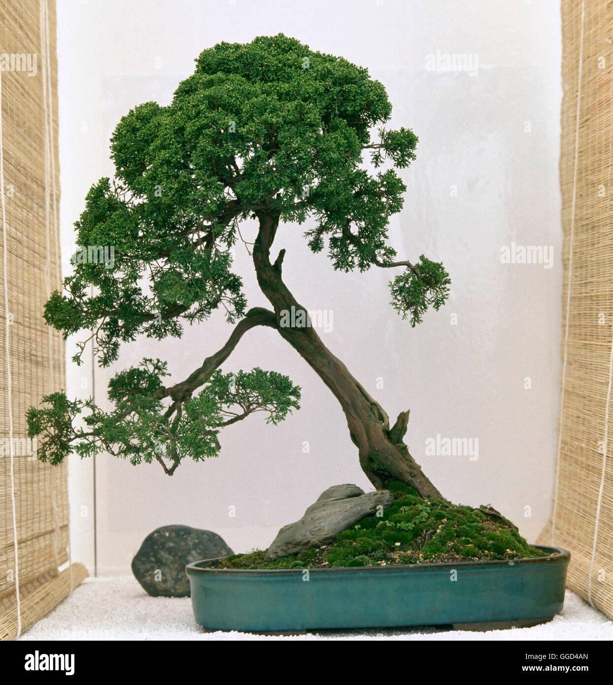 Bonsai juniperus chinensis hi-res stock photography and images - Alamy