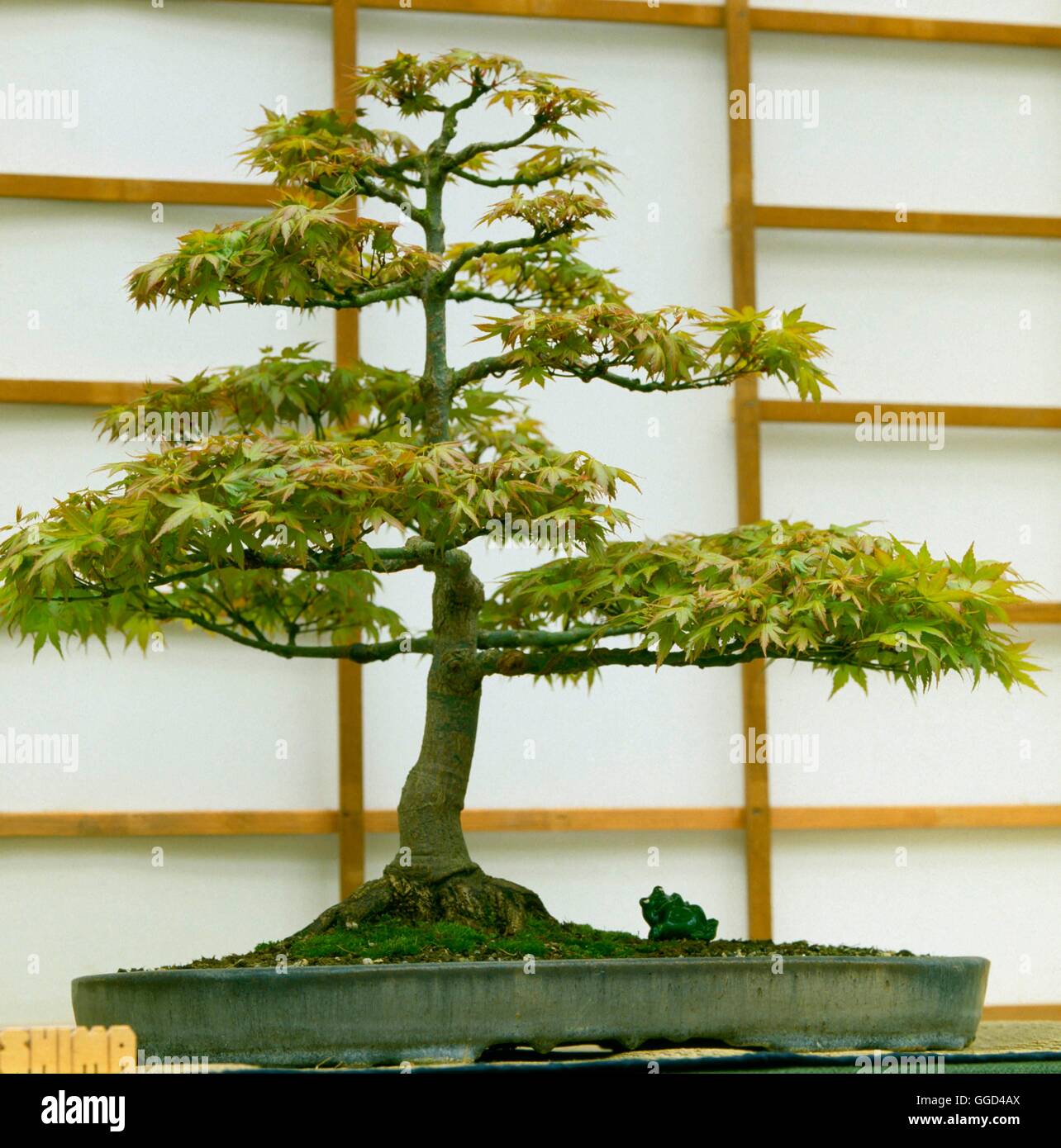 Bonsai - Acer palmatum `Kashima' BON061983 Stock Photo - Alamy