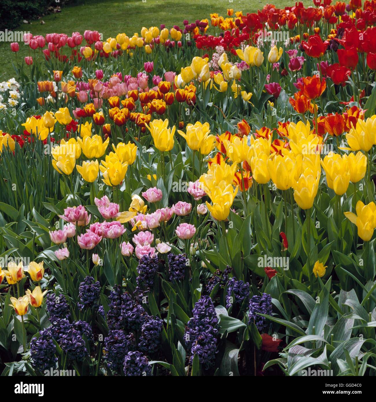 Bulb Garden - with Tulips and Hyacinths- (Please credit: Photos Hort ...