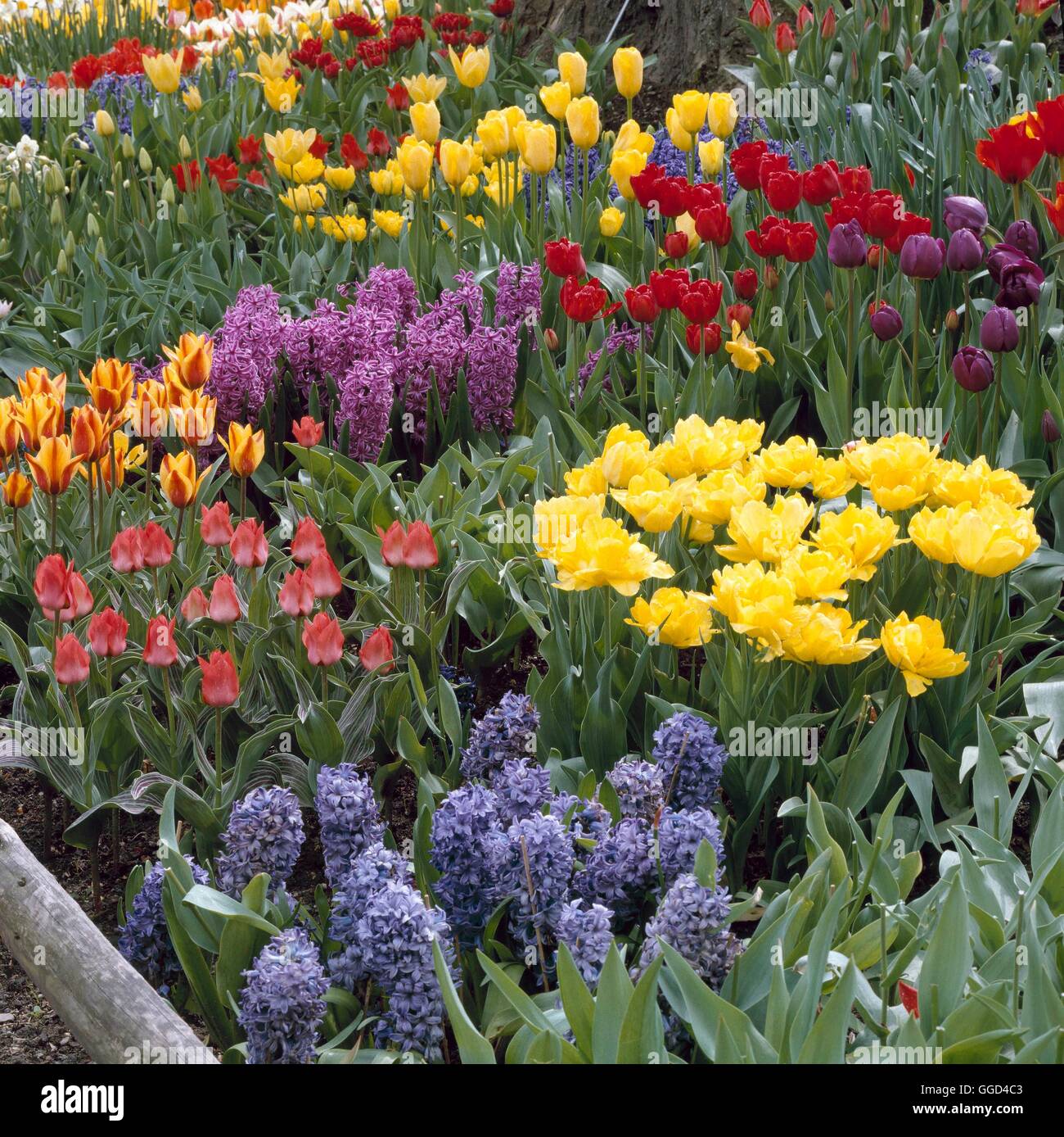 Bulb Garden - (Please credit: Photos Hort/ Mainau Gardens Germany ...