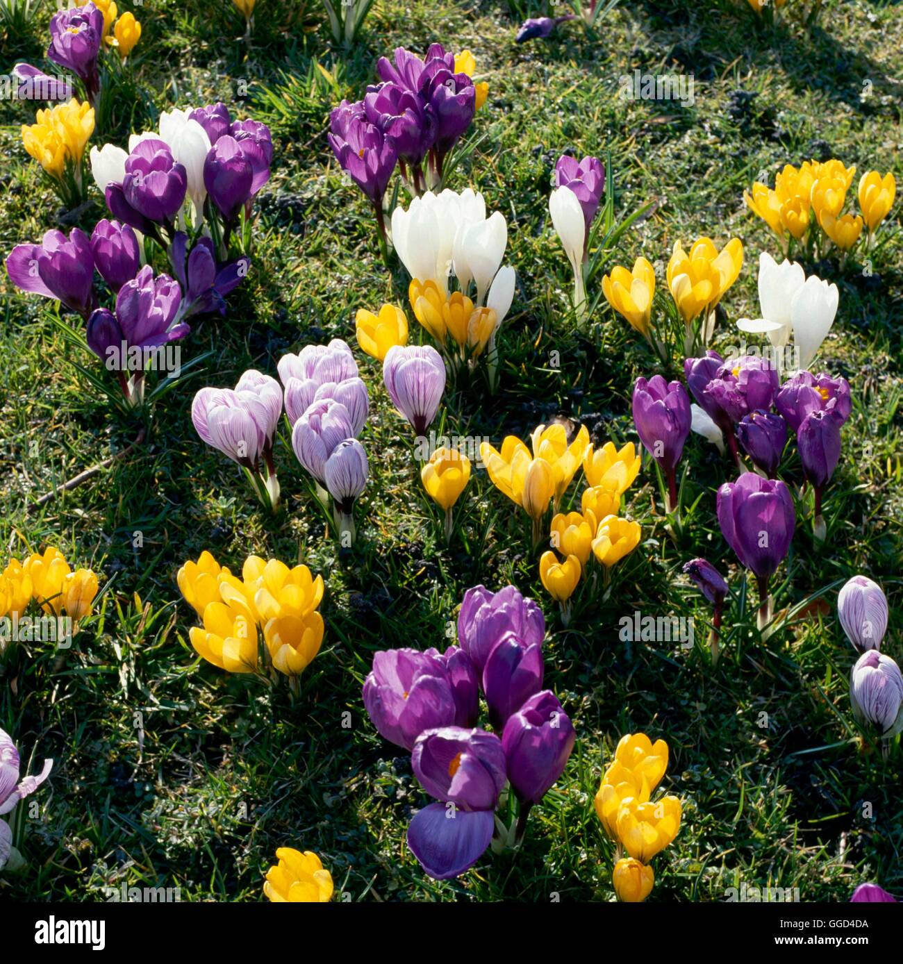 Mixed crocus hi-res stock photography and images - Alamy