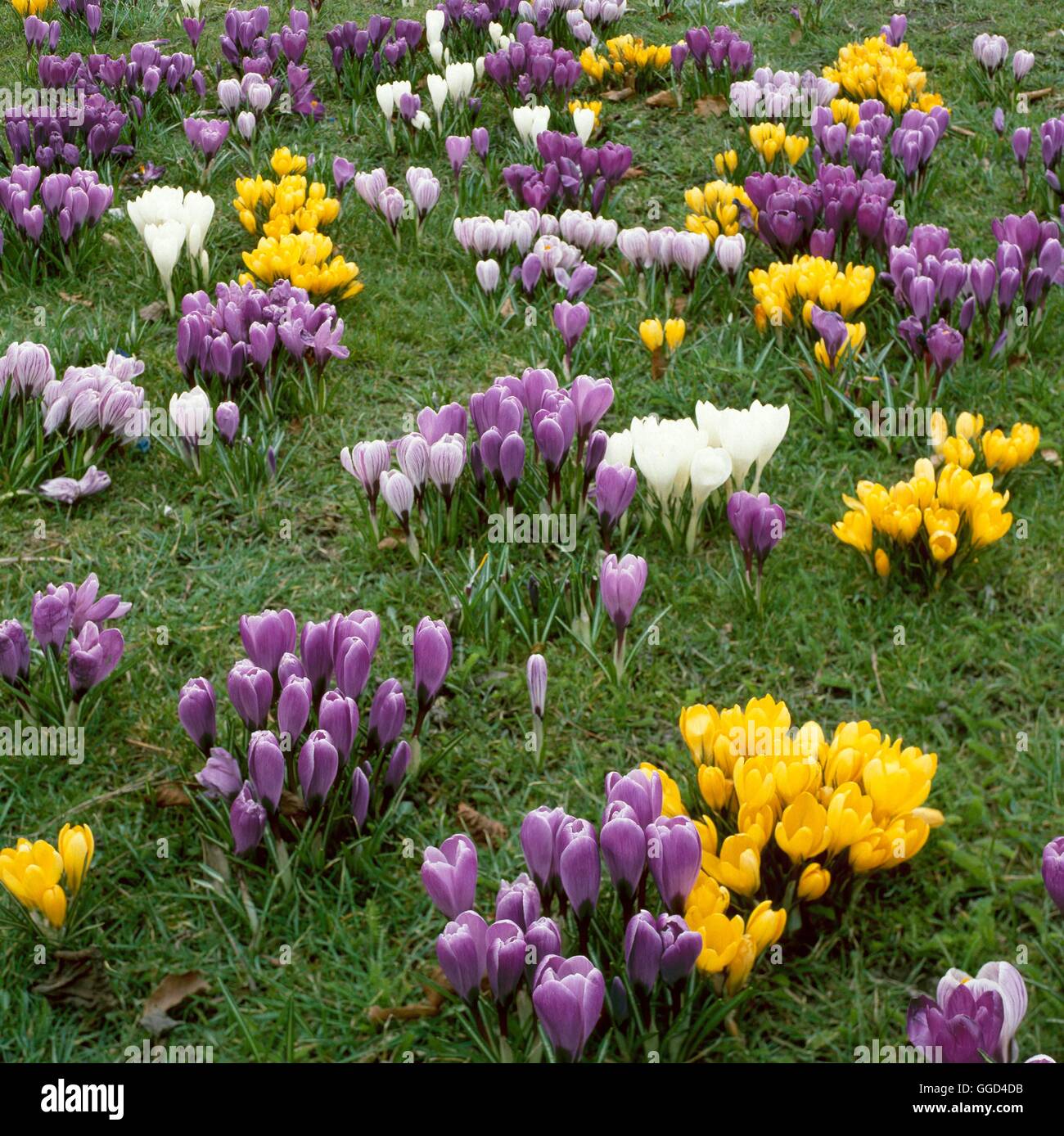 Crocus mixed. BUL005608 Stock Photo - Alamy