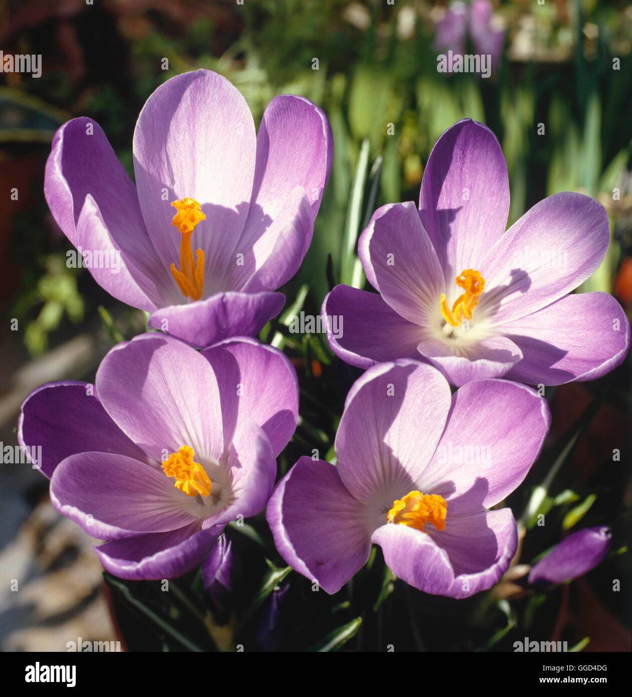 Crocus - `Purple Giant' BUL007593 Stock Photo - Alamy