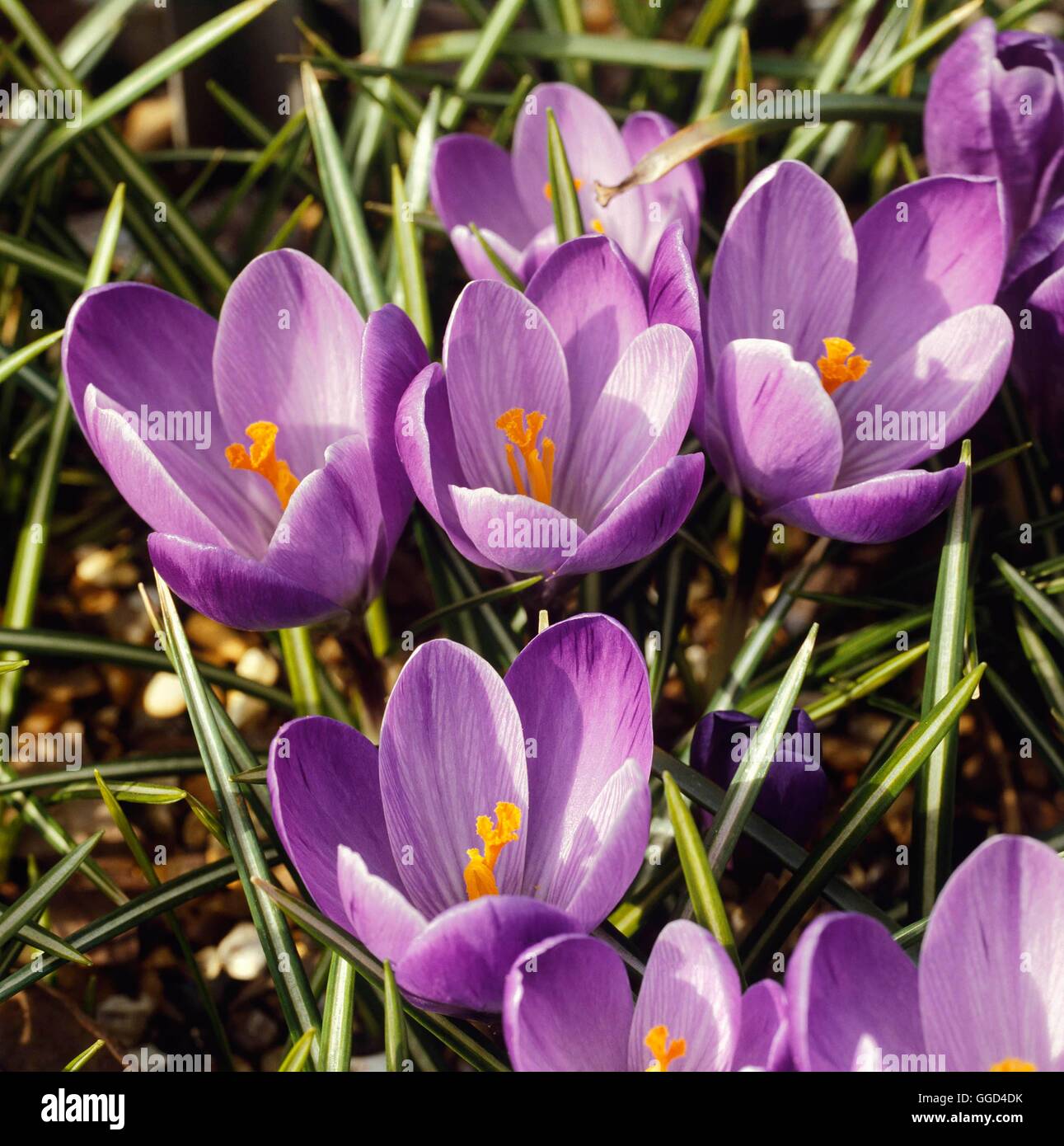 Remembrance hi-res stock photography and images - Alamy