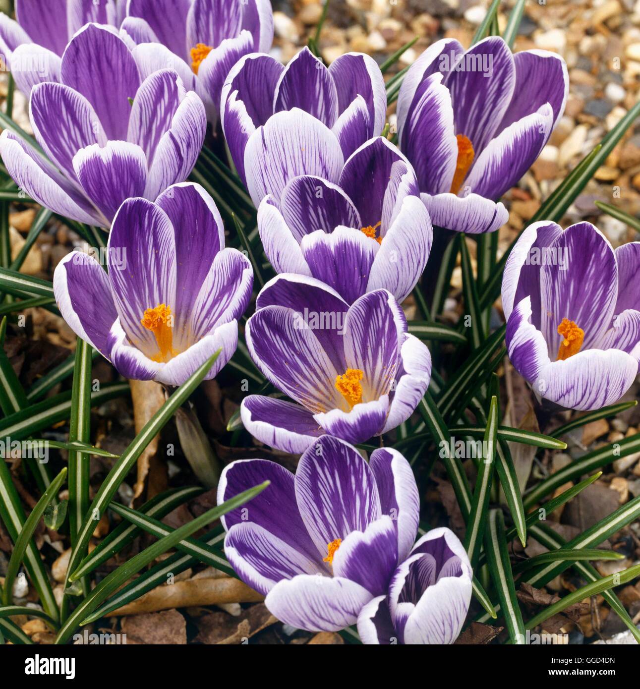 Crocus vernus king of the striped hi-res stock photography and images ...