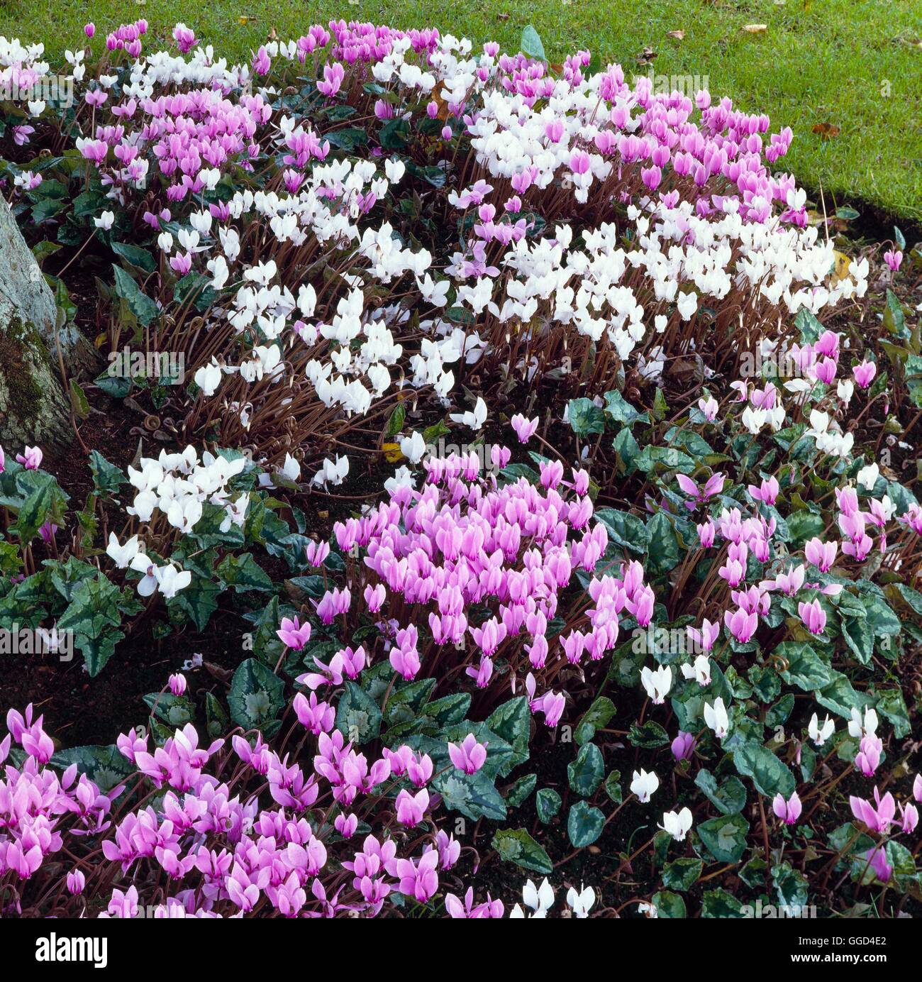 Cyclamen neapolitanum hi-res stock photography and images - Alamy