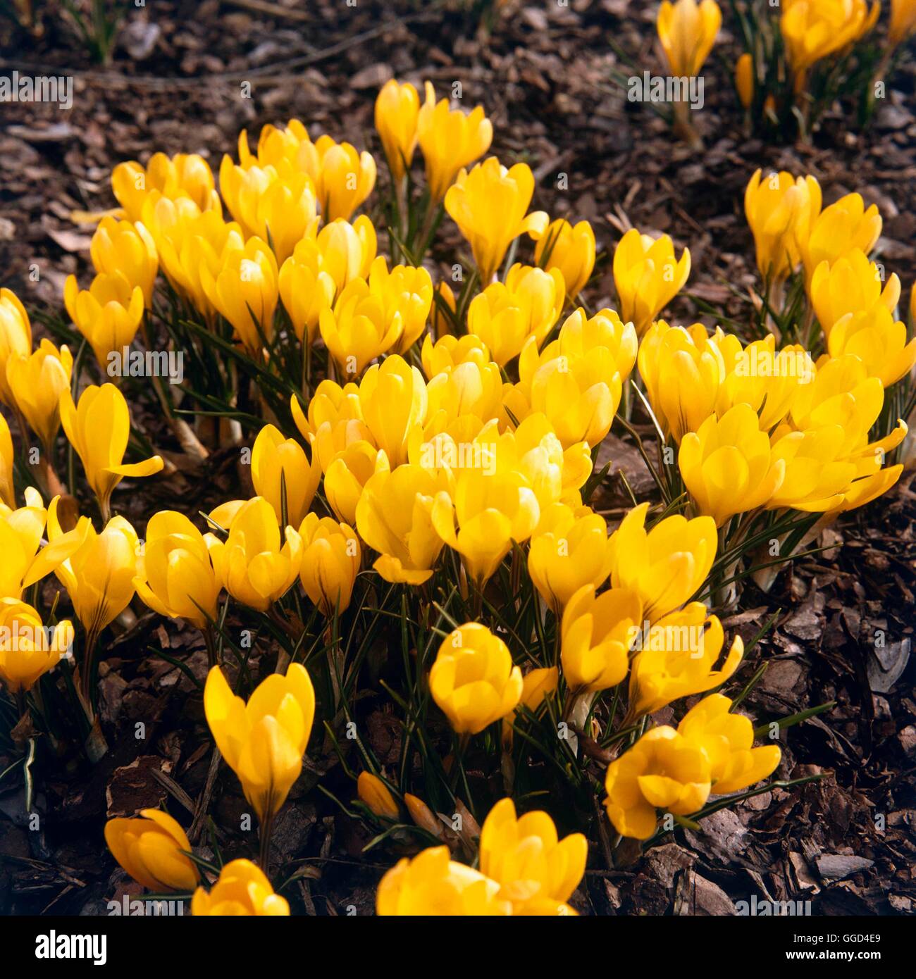 Crocus chrysanthus crocus hi-res stock photography and images - Alamy