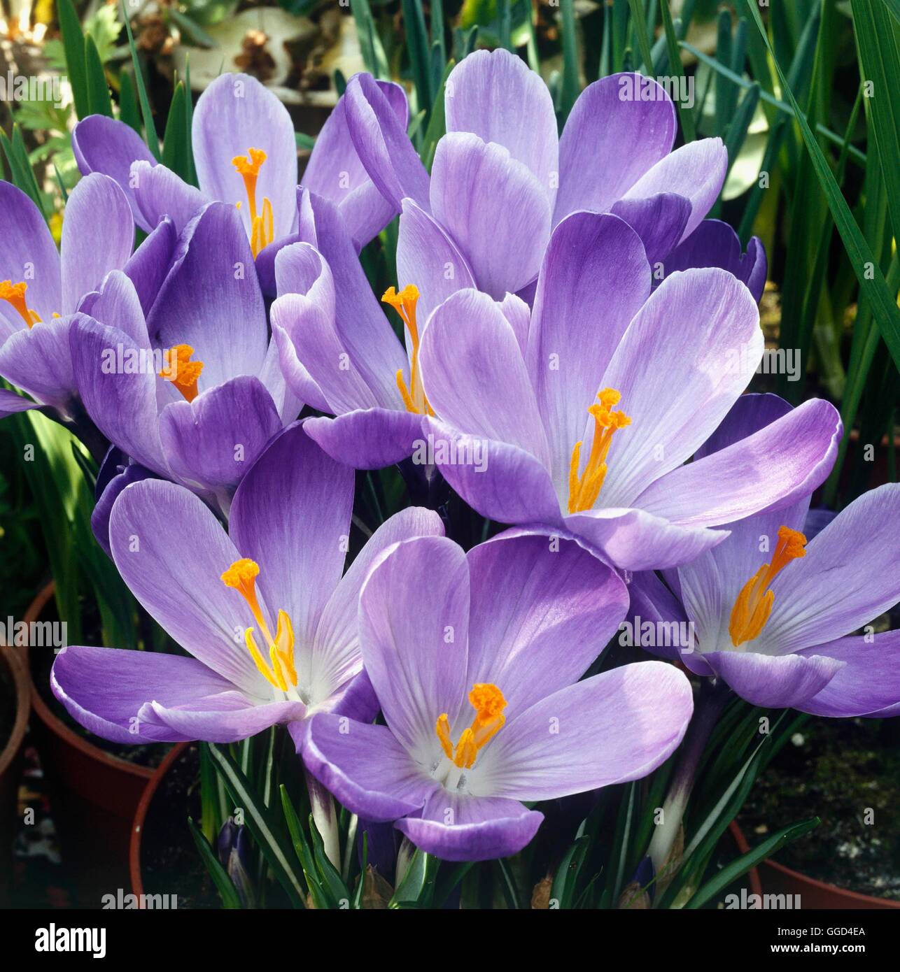 Crocus vernus - `Queen of the Blues' BUL009060 Stock Photo - Alamy