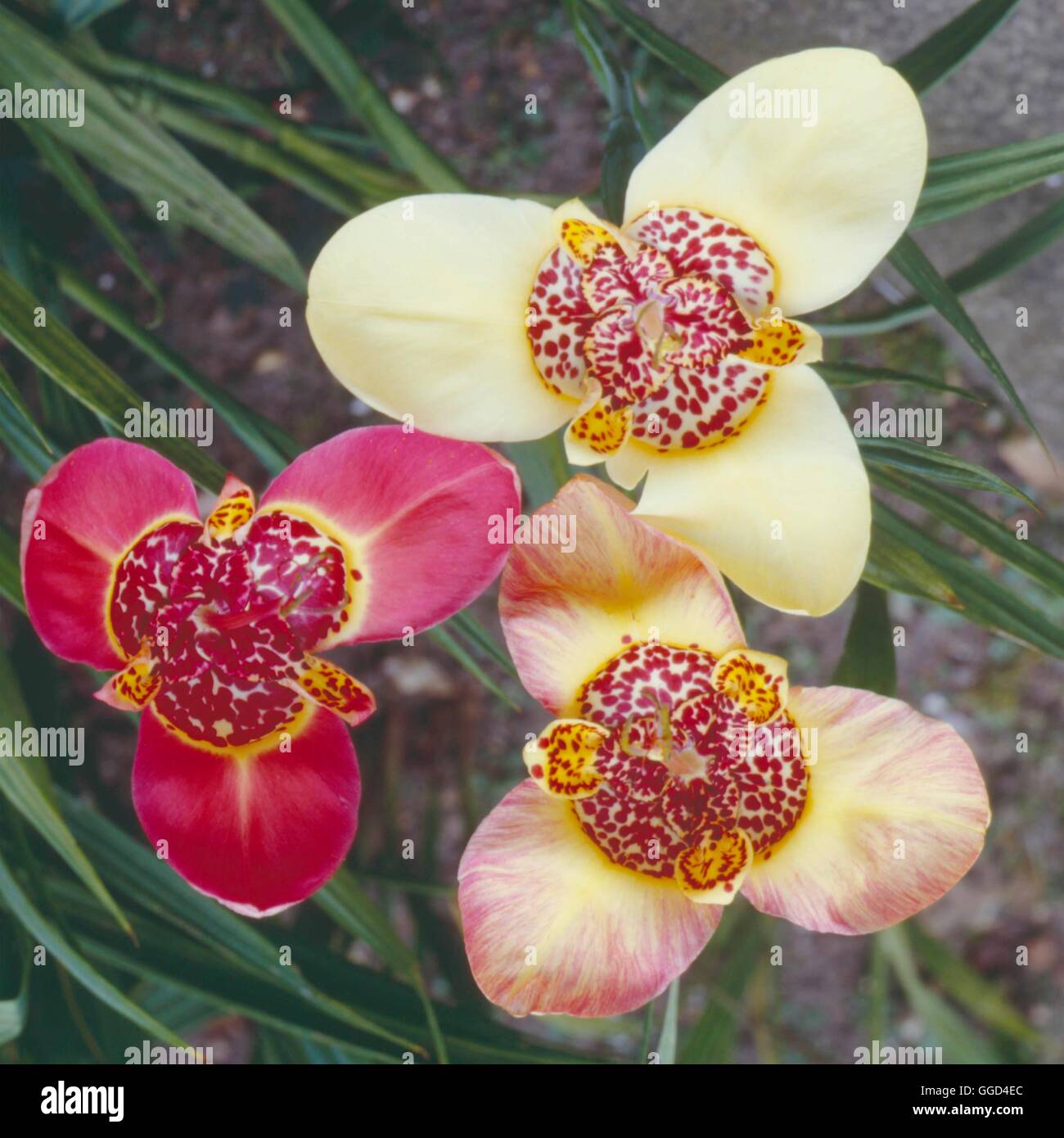 Tigridia pavonia - mixed BUL009306 Stock Photo - Alamy