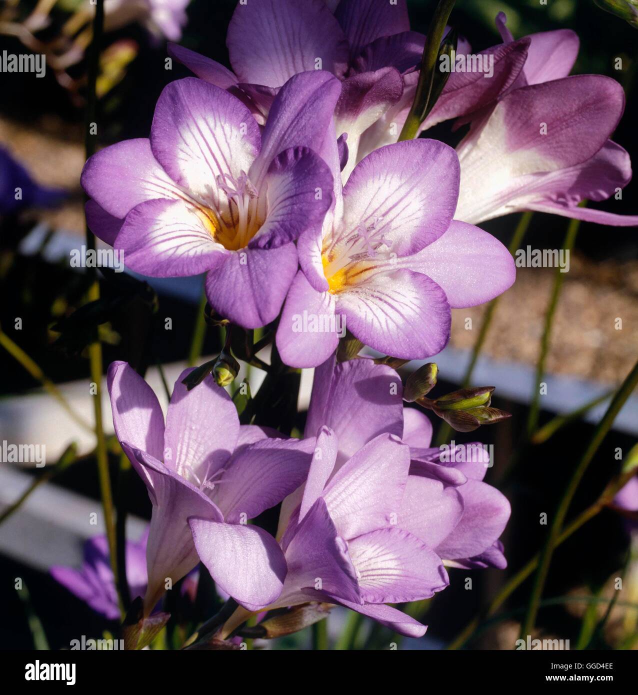 Freesia x kewensis - `Royal Crown Blue' (Syn F. x hybrida) BUL009421 ...