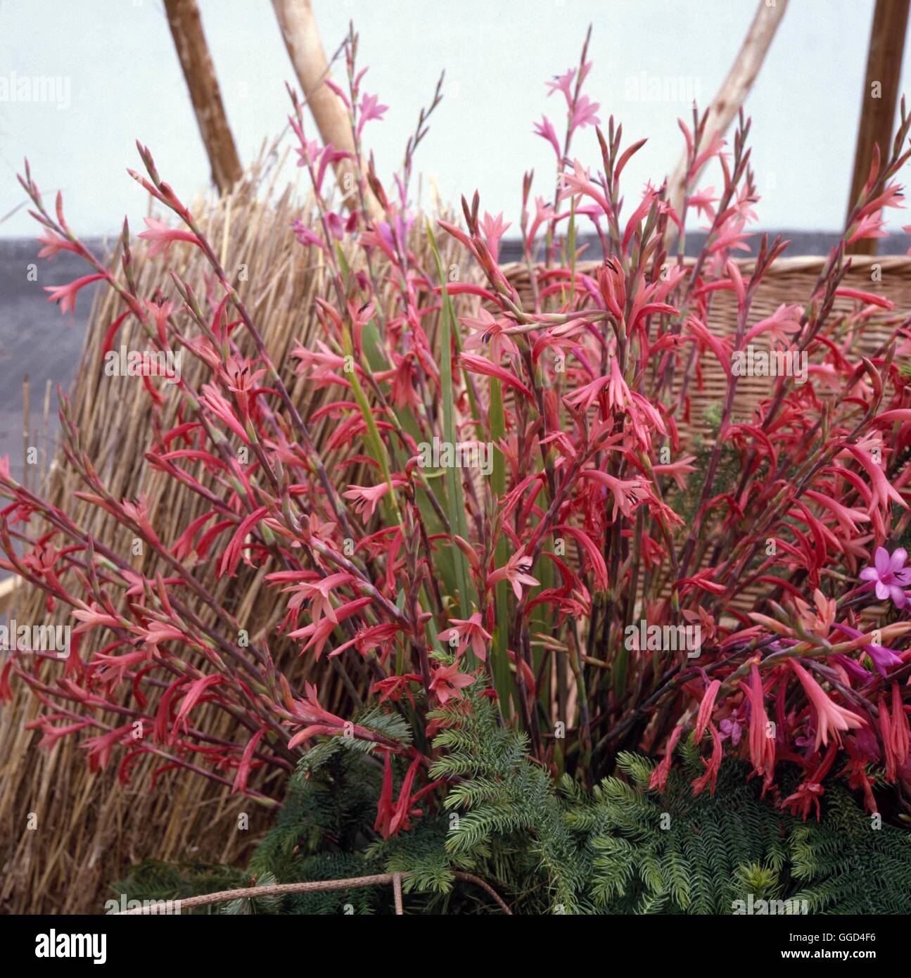 Watsonia latifolia BUL010530 Stock Photo - Alamy