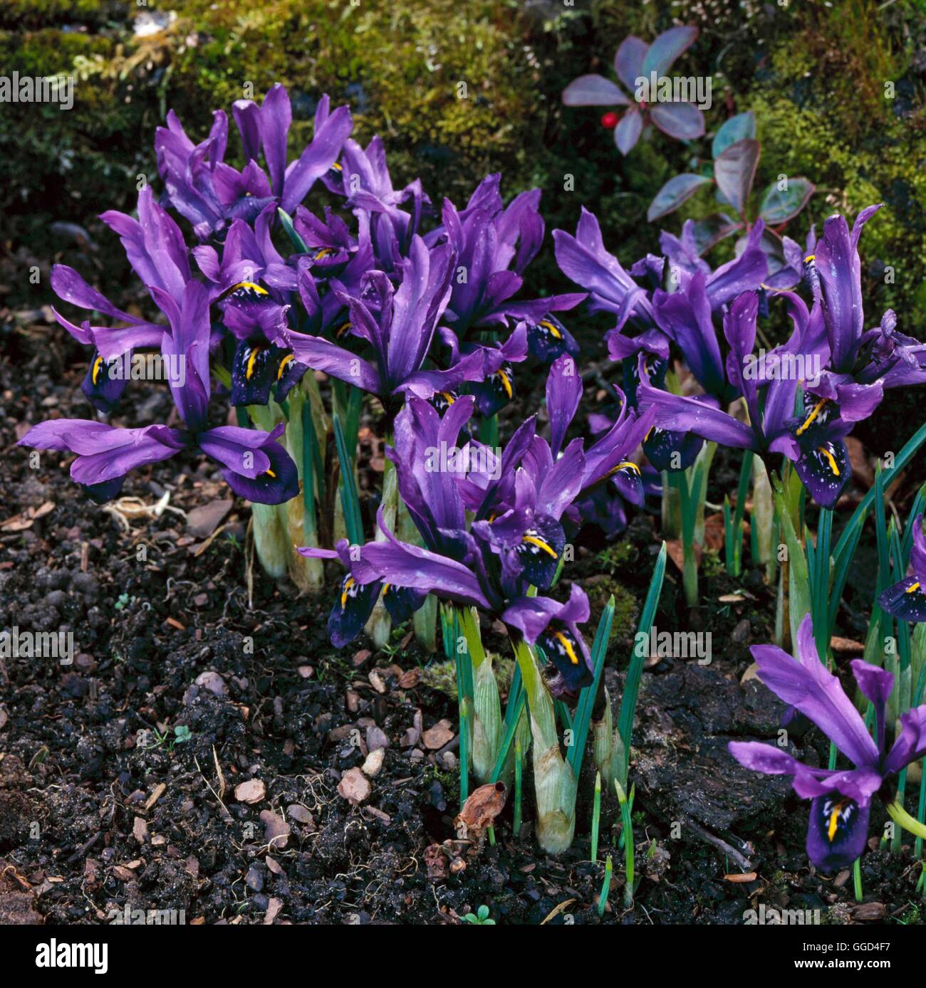 Iris - `J.S. Dijt' - (Reticulata) BUL010566 Stock Photo - Alamy