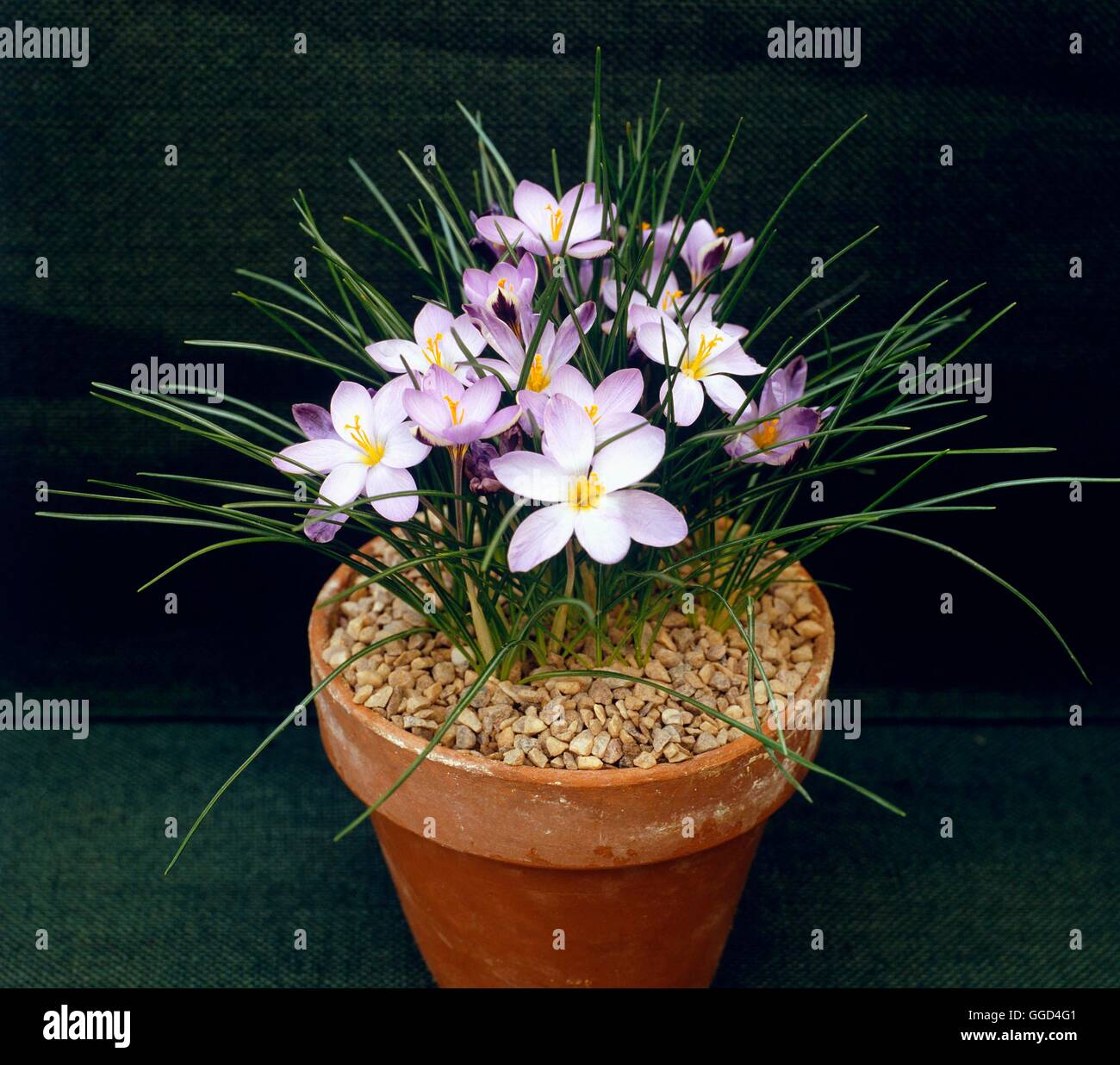 Crocus minimus BUL014043 Stock Photo - Alamy