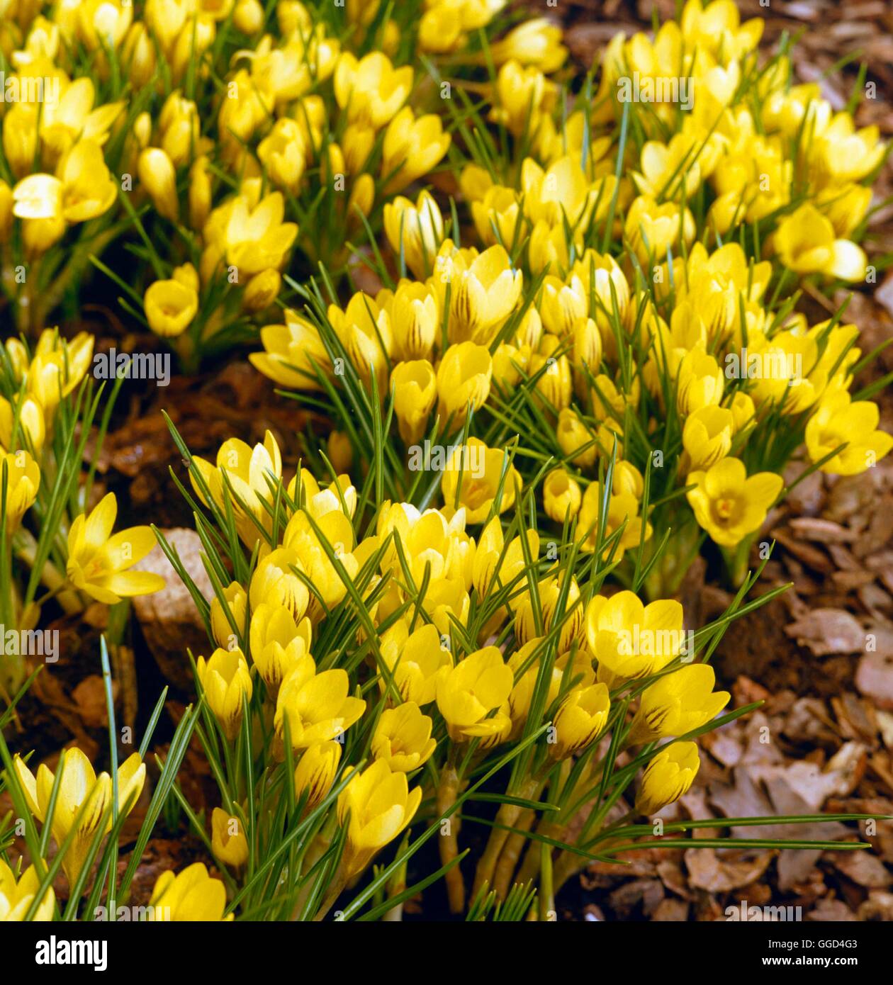 Saturnus hi-res stock photography and images - Alamy