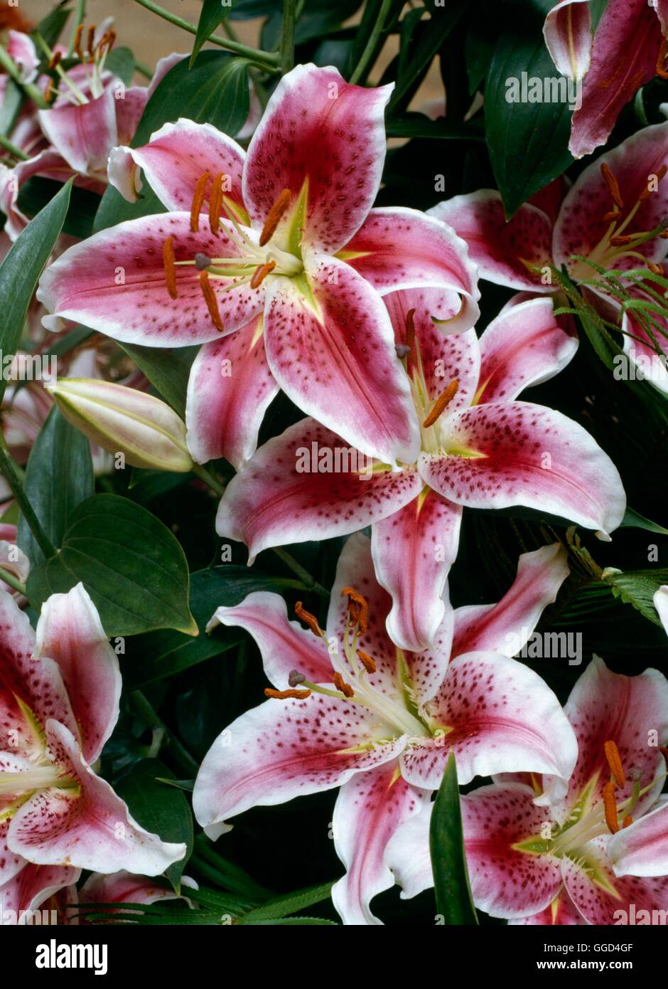 Lilium - `Star Gazer' BUL015261 Stock Photo - Alamy
