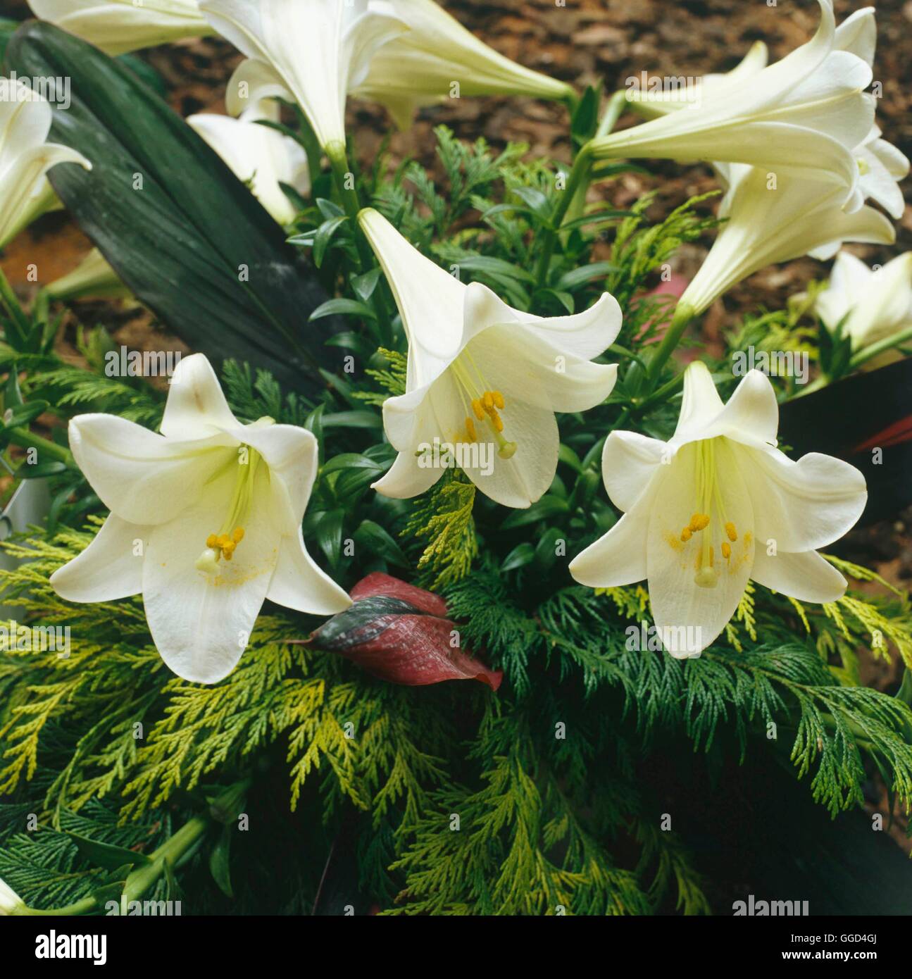 Gelria hi-res stock photography and images - Alamy