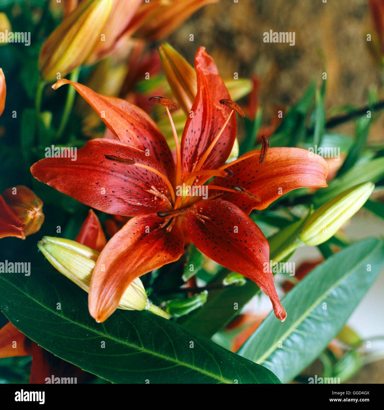 Lilium - `Corina' BUL015287 Stock Photo - Alamy