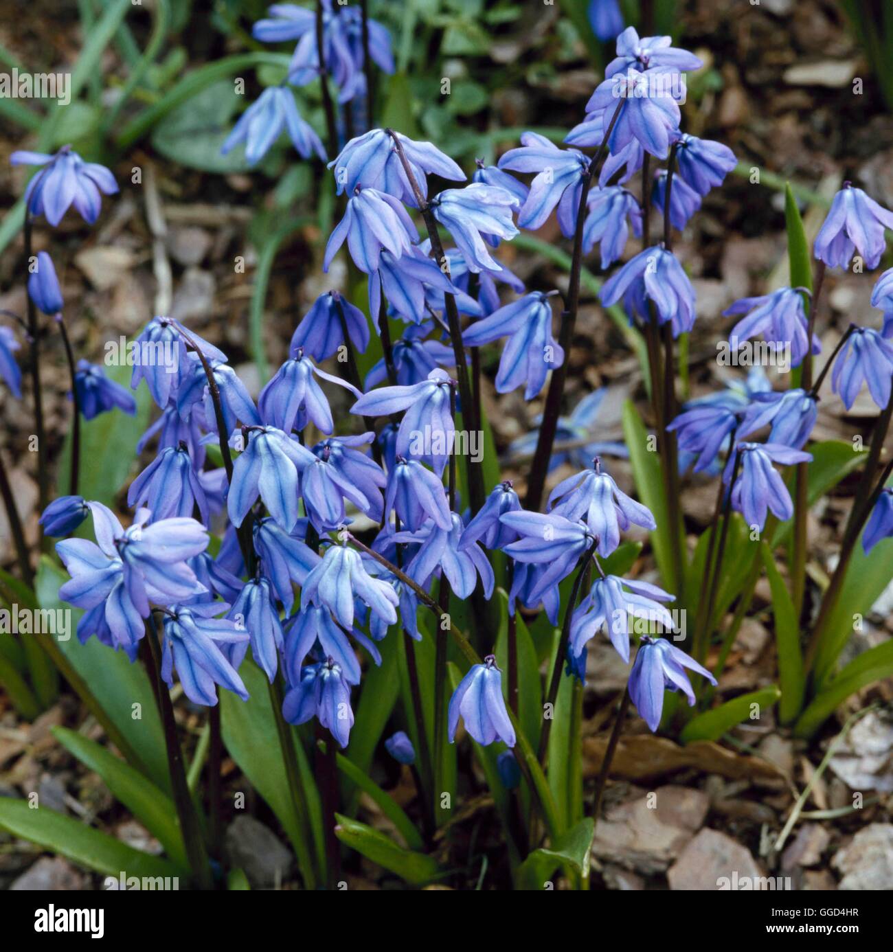 Scilla siberica - `Spring Beauty' BUL018659 Stock Photo - Alamy