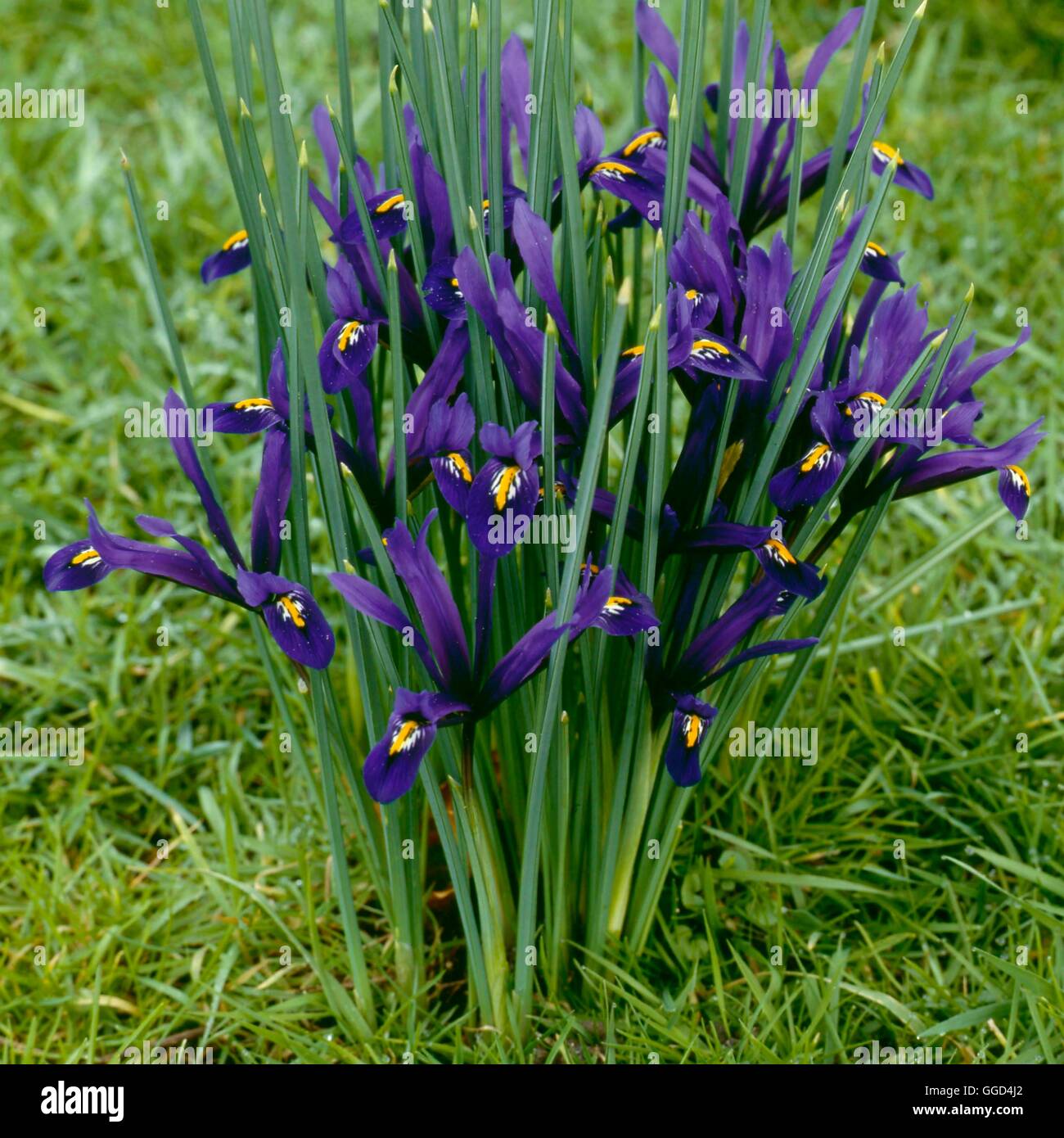 Alpine blue bulb specie agm irisreticulata spring bul019751 bul019751 ...