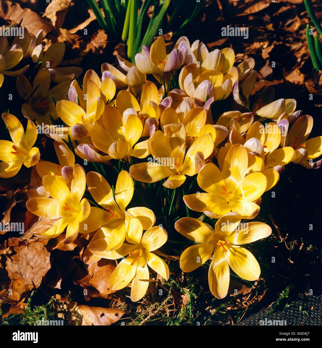 Crocus chrysanthus - `Advance' BUL020150 Stock Photo - Alamy