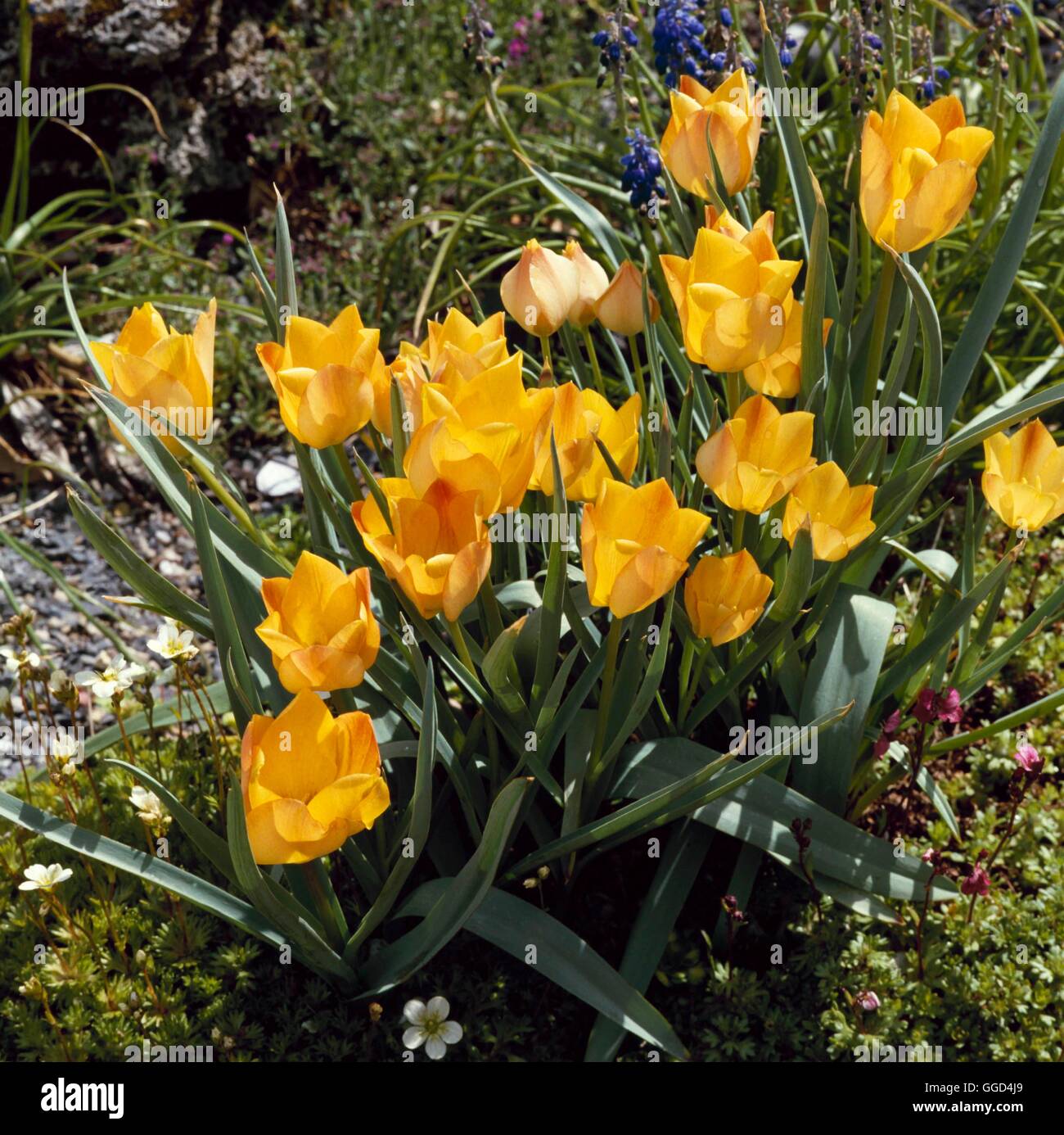 Tulipa linifolia - Batalinii Group 'Bright Gem' AGM BUL020153 Stock ...