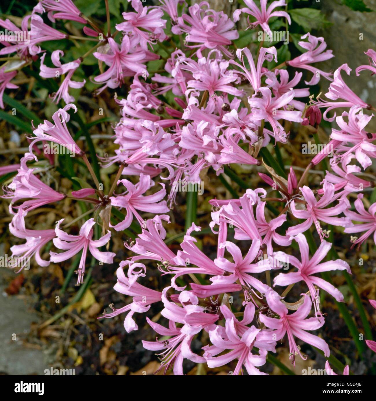 Nerine Bowdenii Bulb High Resolution Stock Photography and Images - Alamy