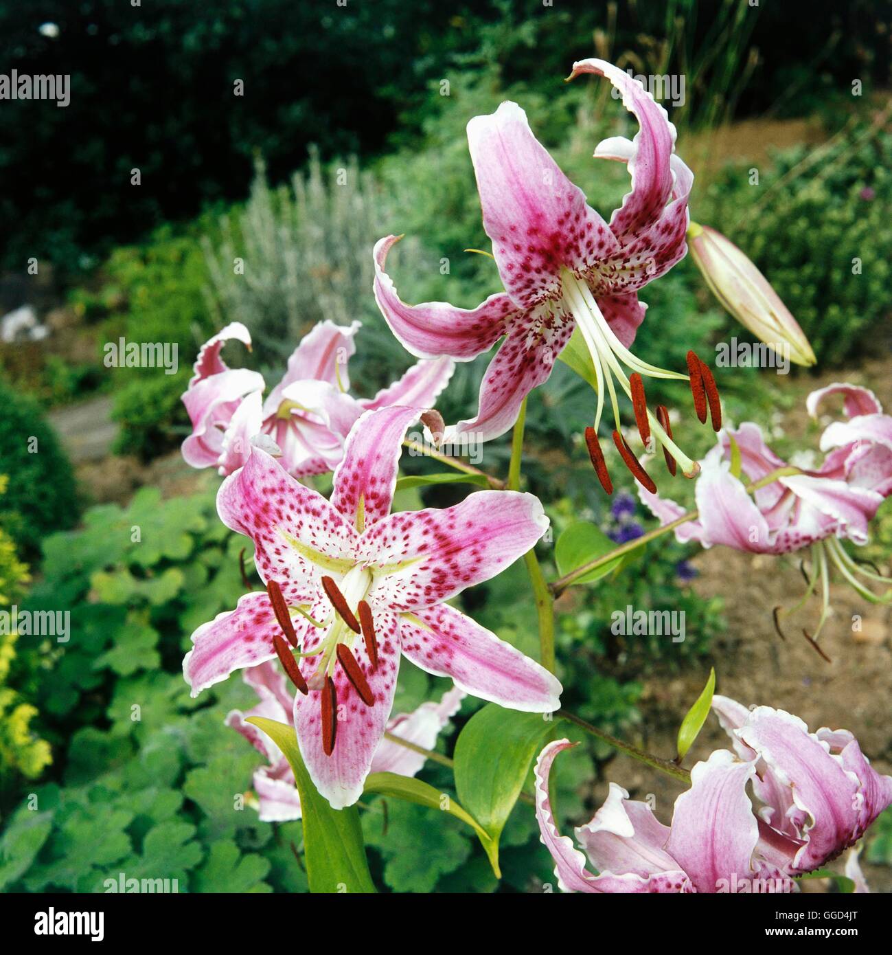 Covergirl hi-res stock photography and images - Alamy