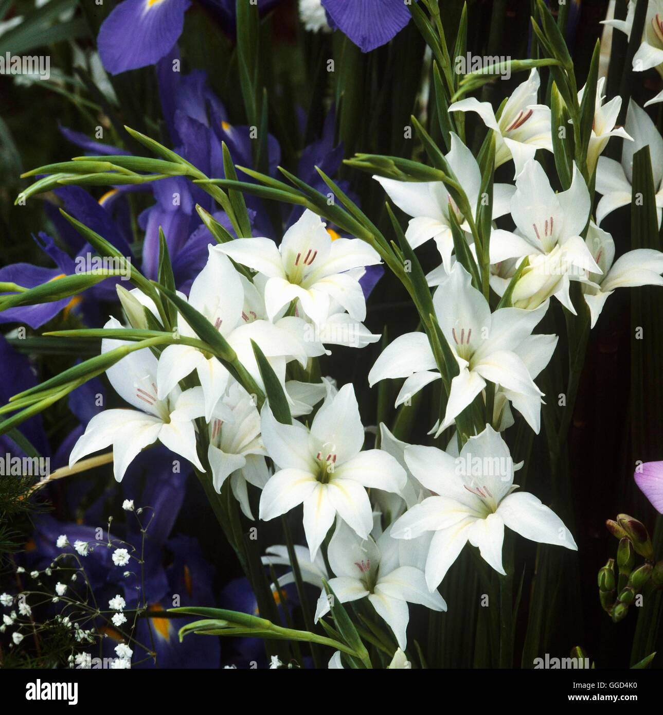 Gladiolus x colvillei - `The Bride' AGM BUL022796 Stock Photo - Alamy