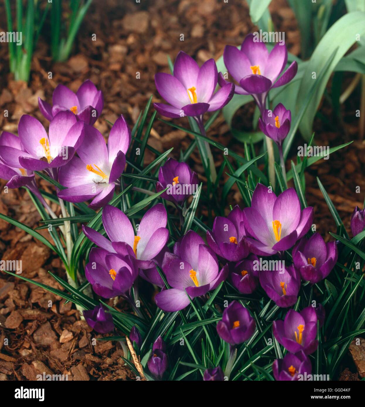 Crocus tommasinianus - `Ruby Giant' BUL027306 Stock Photo - Alamy