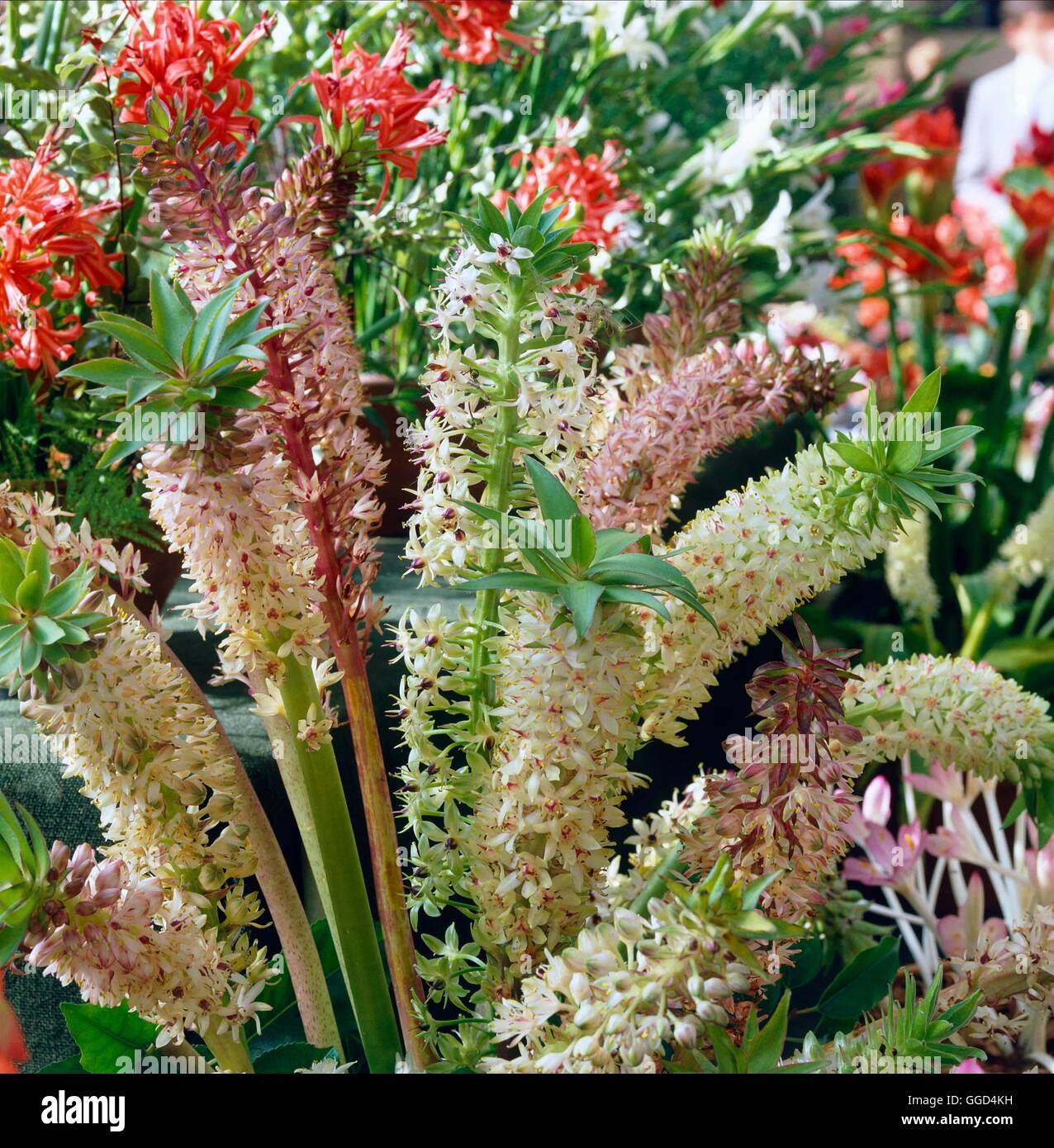 Eucomis comosa - showing colour variation - (Syn E. punctata) BUL027794 ...