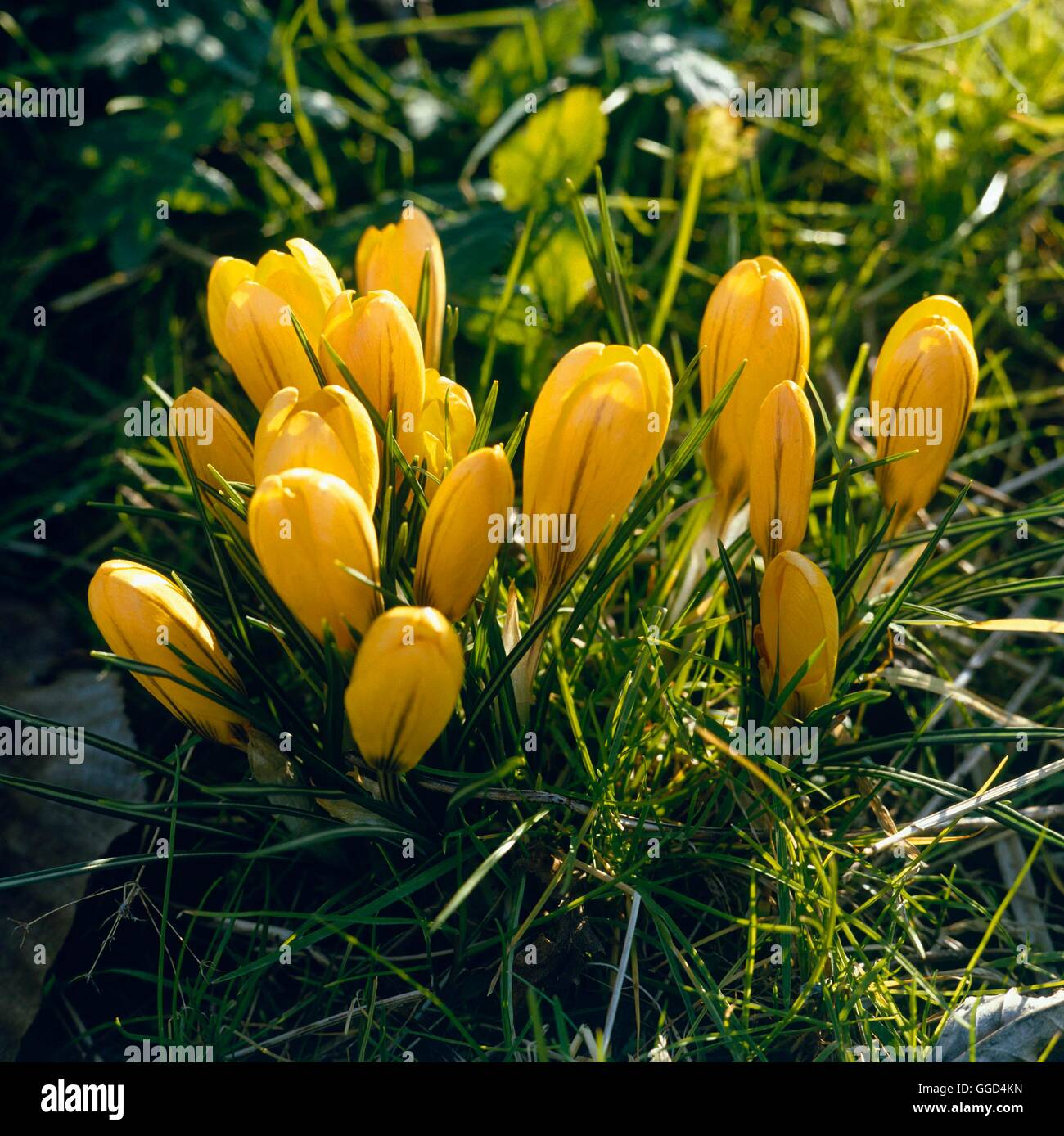 Crocus x luteus golden yellow hi-res stock photography and images - Alamy