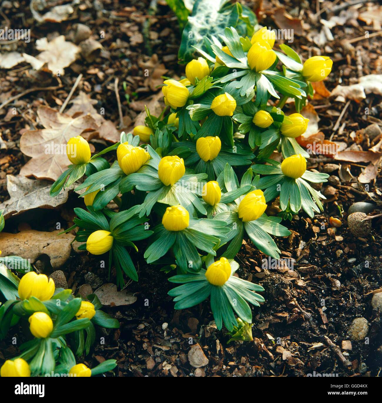 Eranthis hyemalis AGM BUL032945 Stock Photo - Alamy