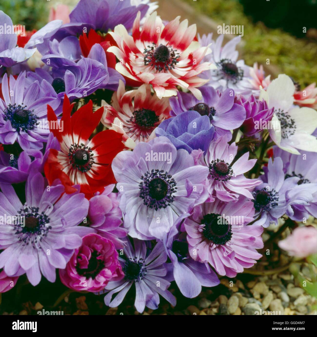 Saint brigid hi-res stock photography and images - Alamy